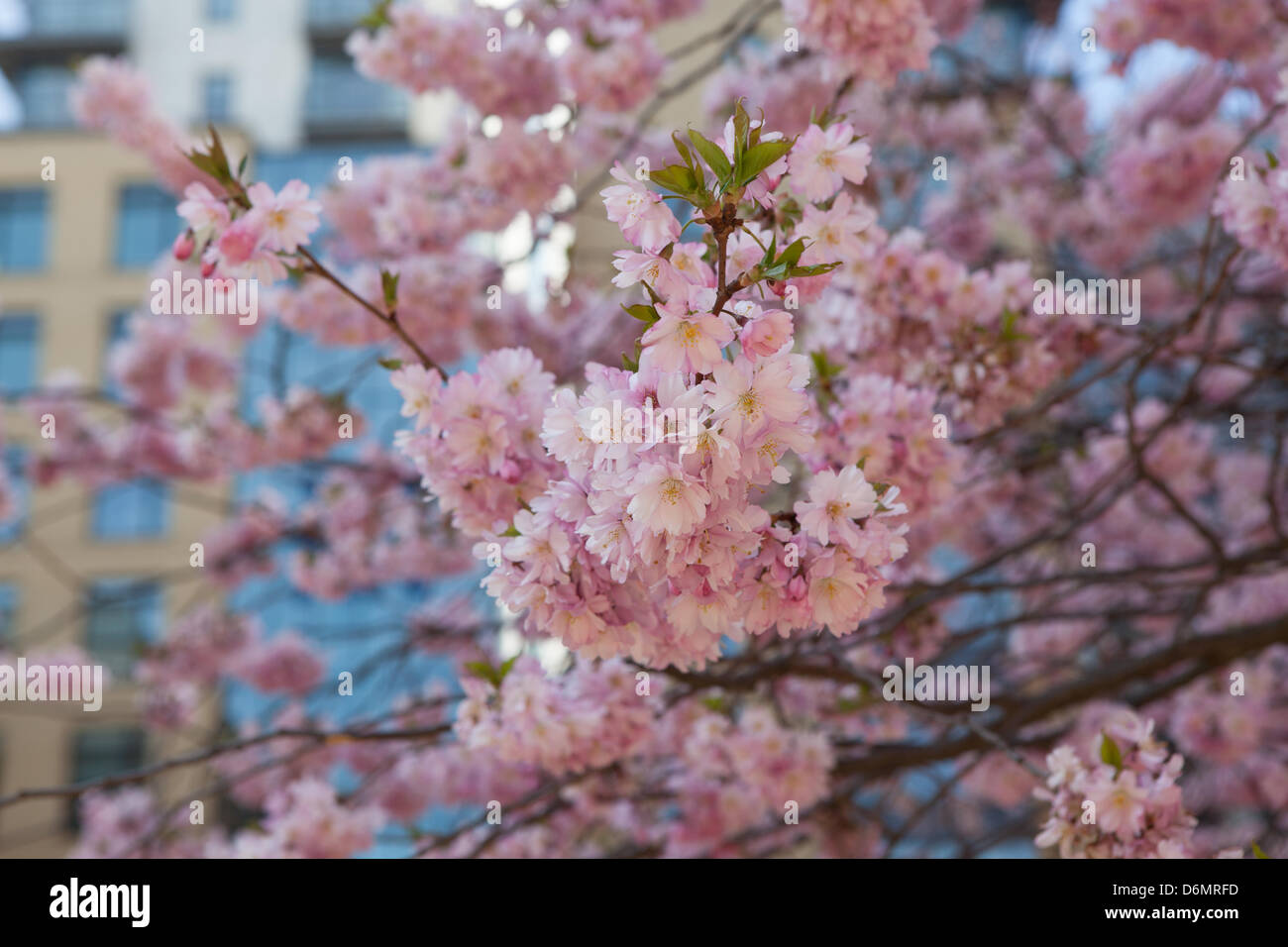 Birmingham, UK. 20th April, 2013. Cherry blossom overload in Oozells ...