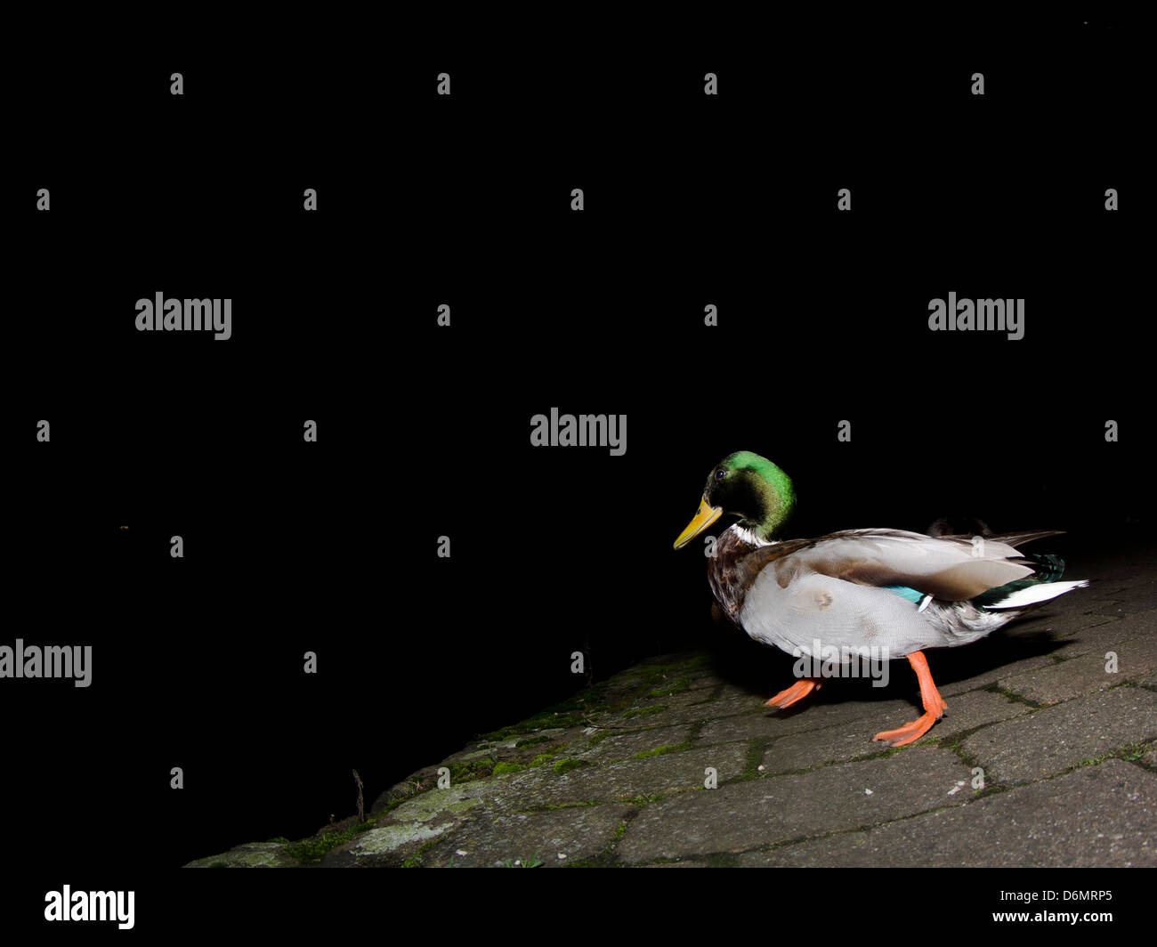 Mallard at night Stock Photo - Alamy