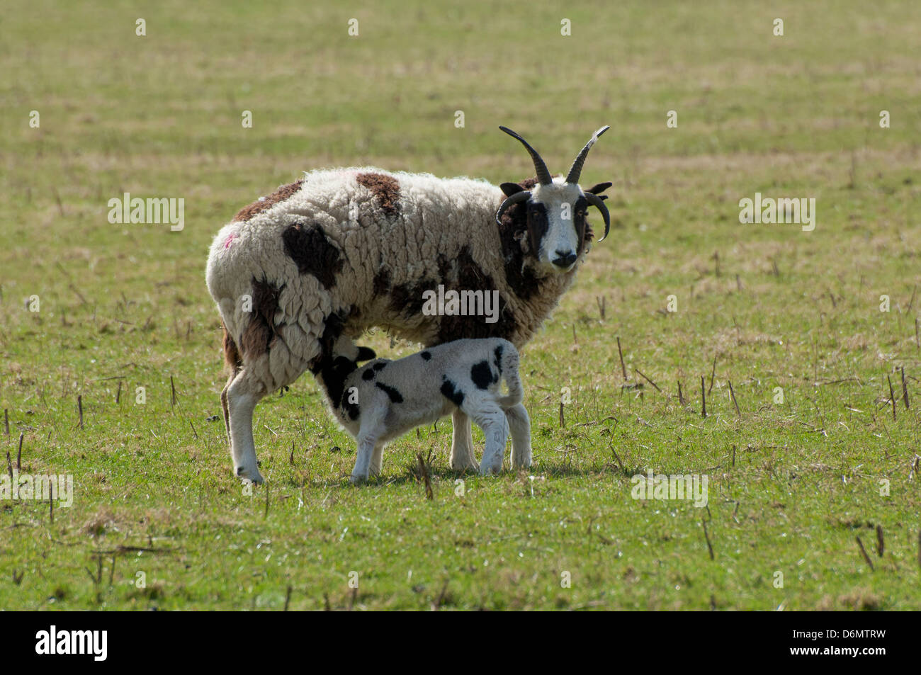 Jacob sheep lamb hi-res stock photography and images - Alamy