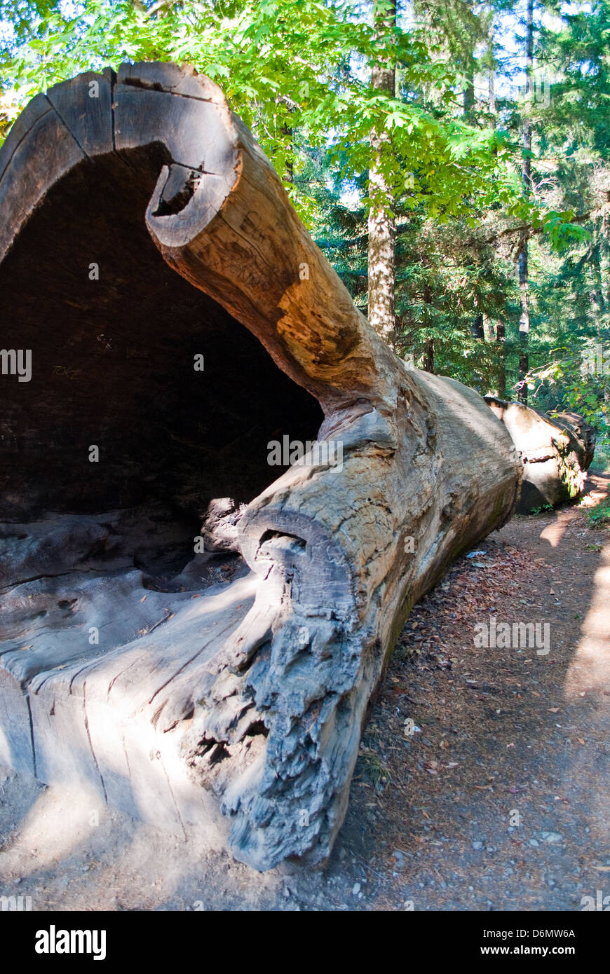 Fallen Tree with Hollowed Out Trunk in a Redwood Forest in Central ...
