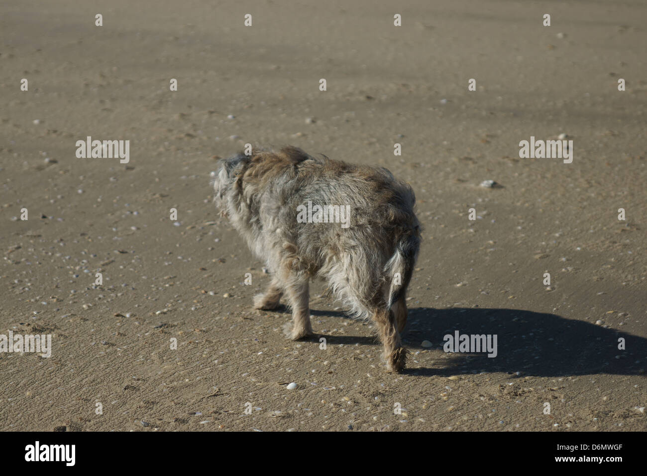 dog blowing wind beach windy ears flapping happy Stock Photo - Alamy