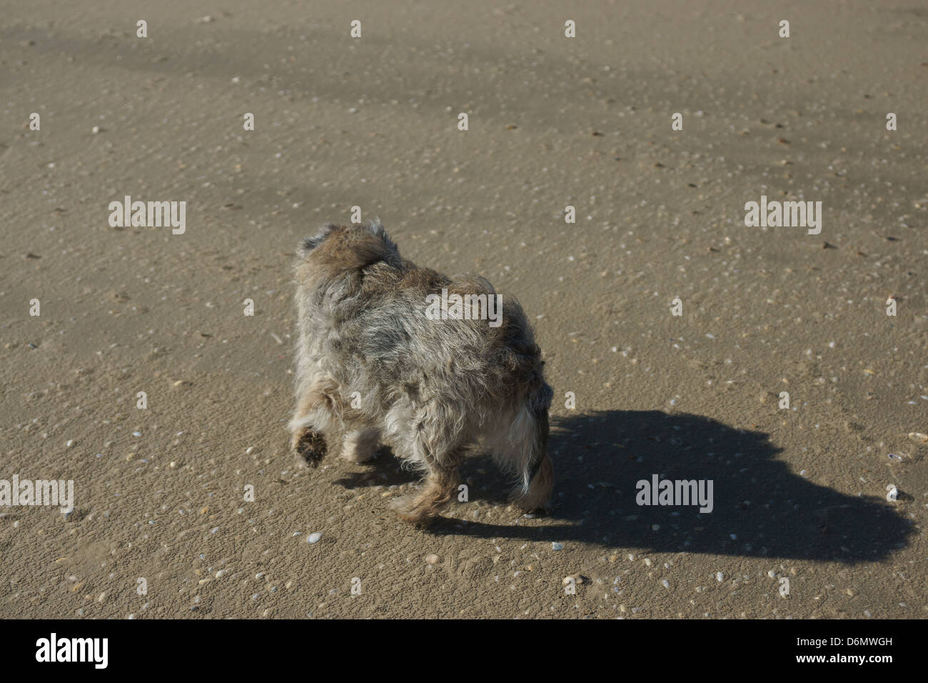 dog blowing wind beach windy ears flapping happy Stock Photo - Alamy