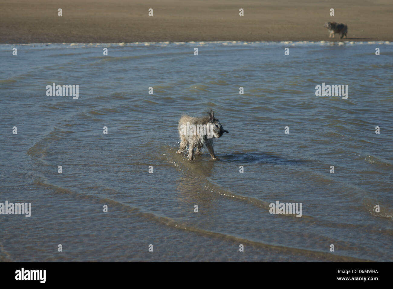 dog old border terrier sandy beach water tide waves coming in Stock ...