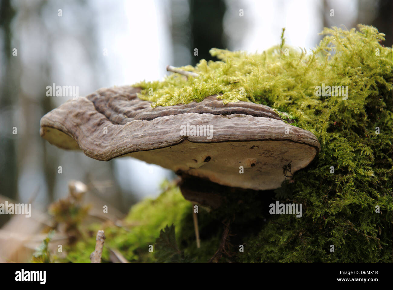 Uk trees fungus hi-res stock photography and images - Alamy