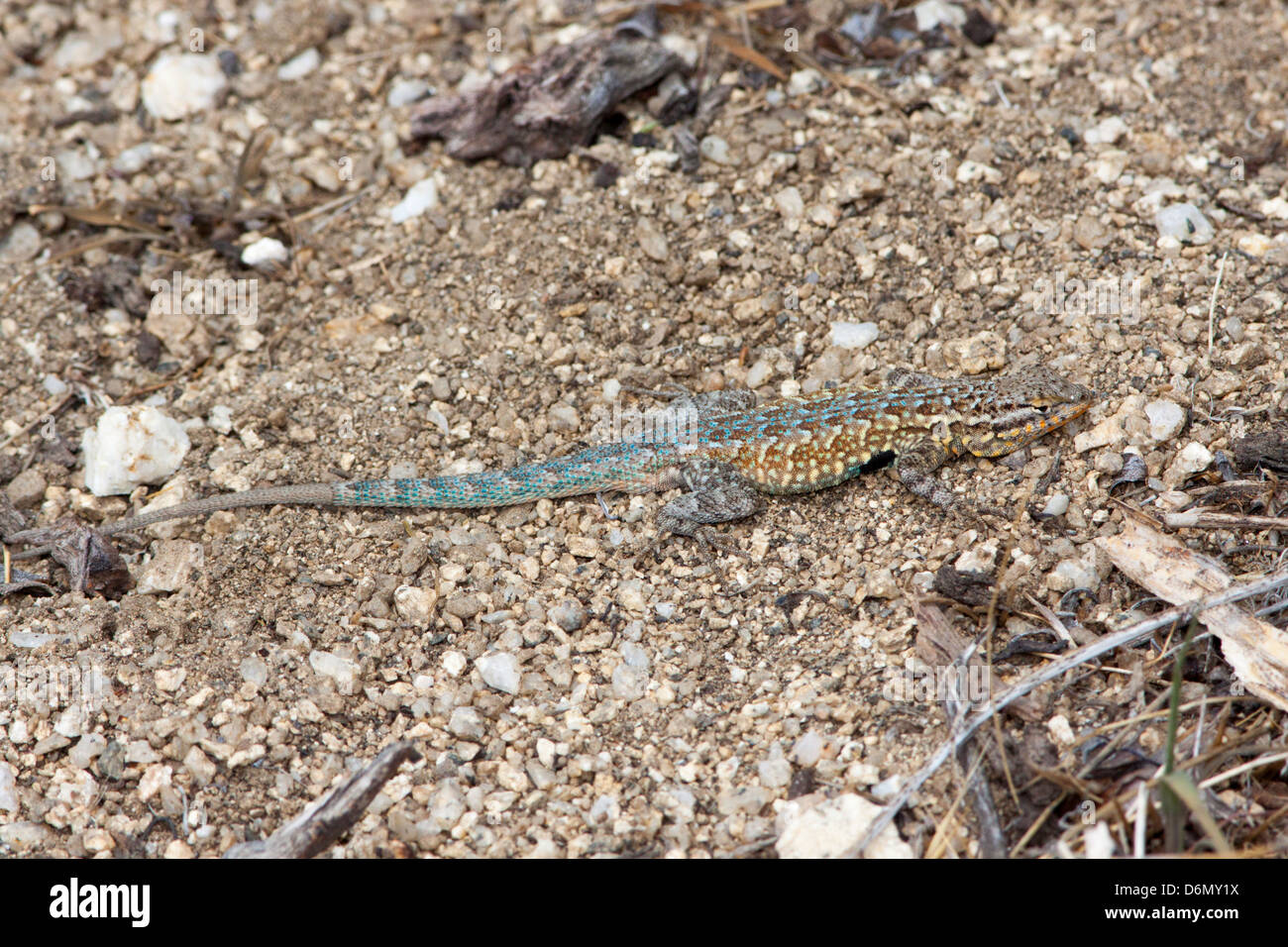 Common Side-blotched Lizard Uta stansburiana Anza-Borrego Desert State ...