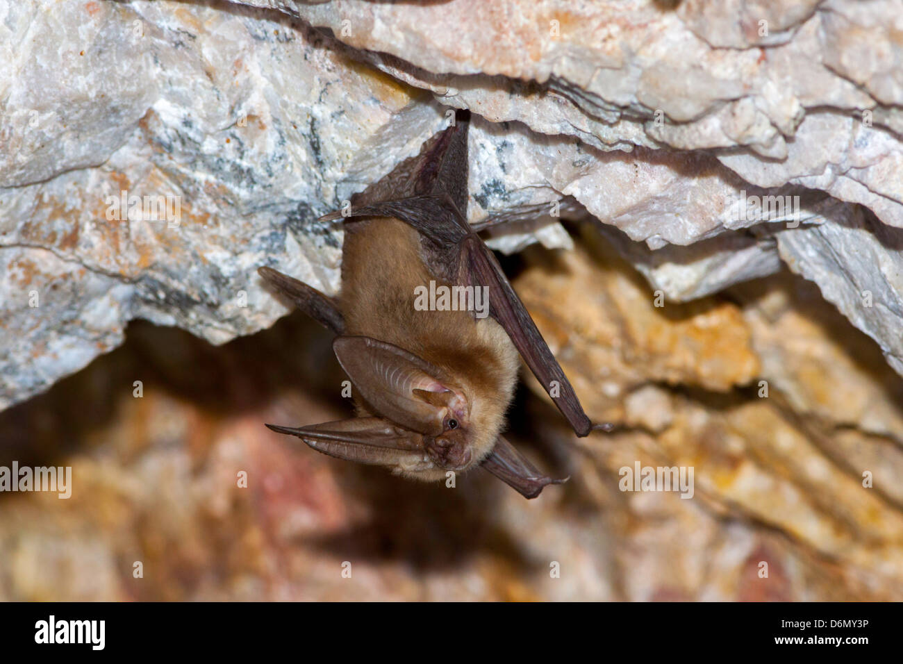 Townsendii hi-res stock photography and images - Alamy