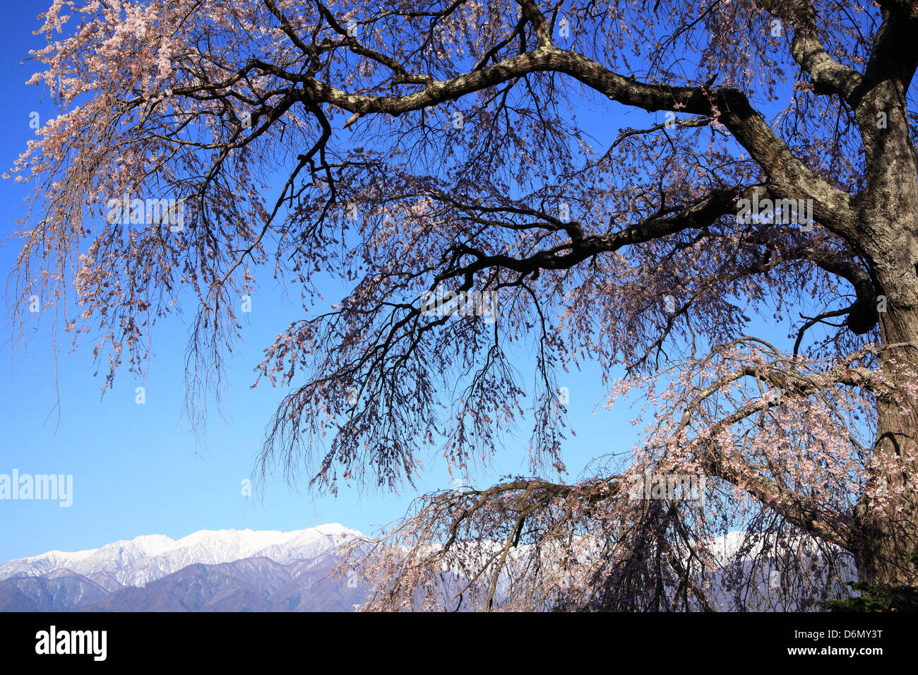 Weeping cherry tree of Seirin temple and Central Alps, Nagano, Japan ...