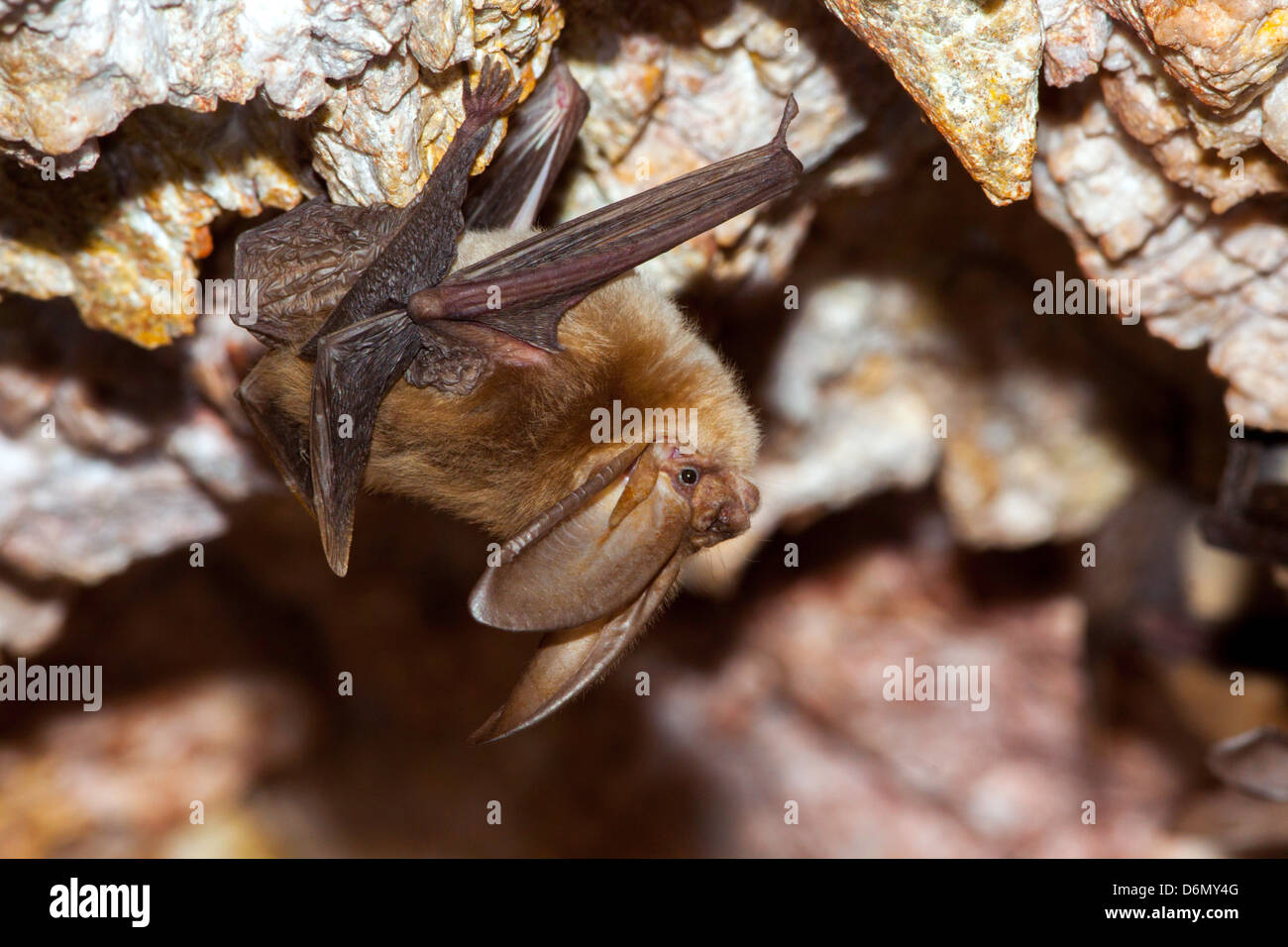 Townsend's Big-eared Bat Plecotus townsendii Harquahala Mountains, nw ...