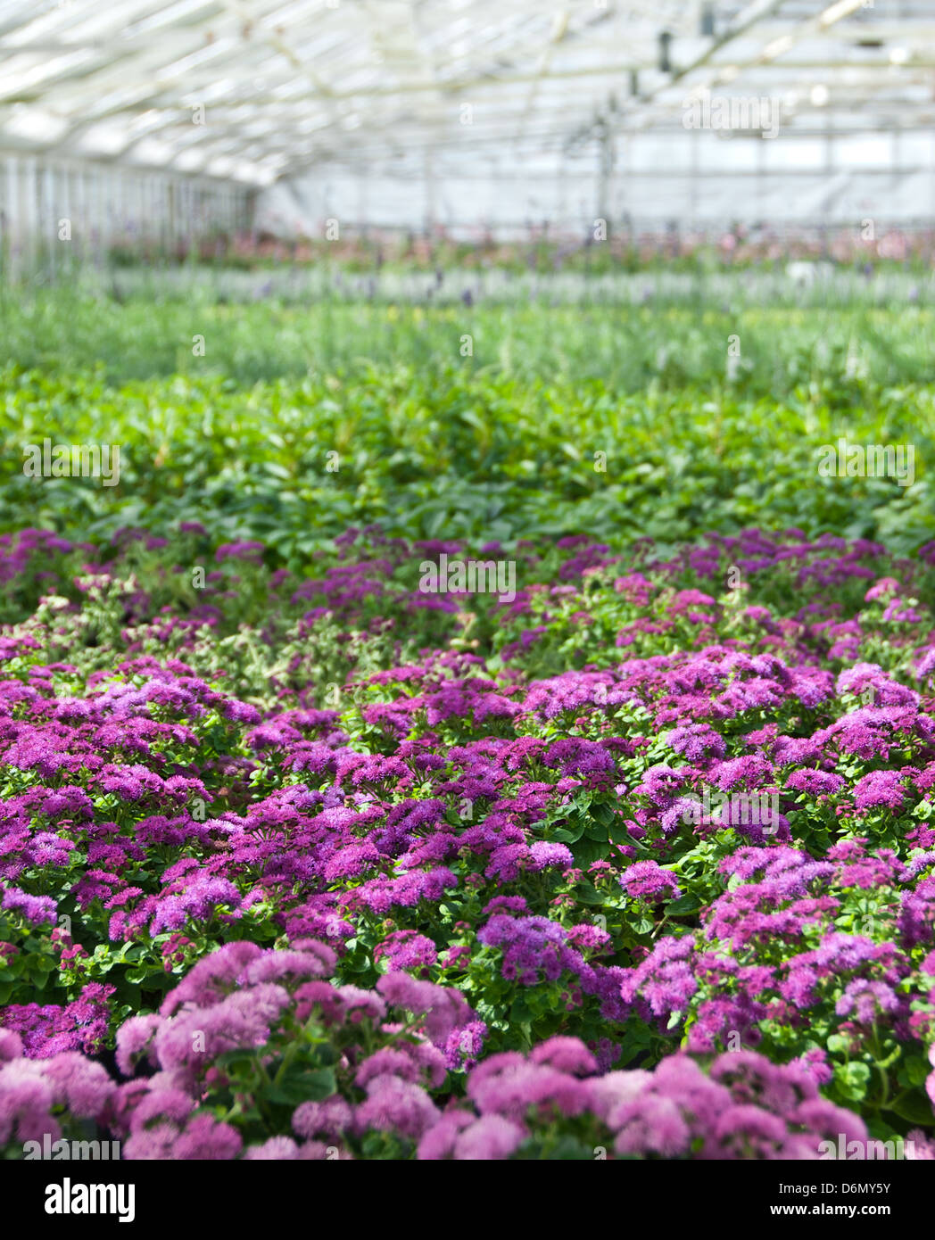 Green growth flowers blooming greenhouse colour bright hi-res stock ...