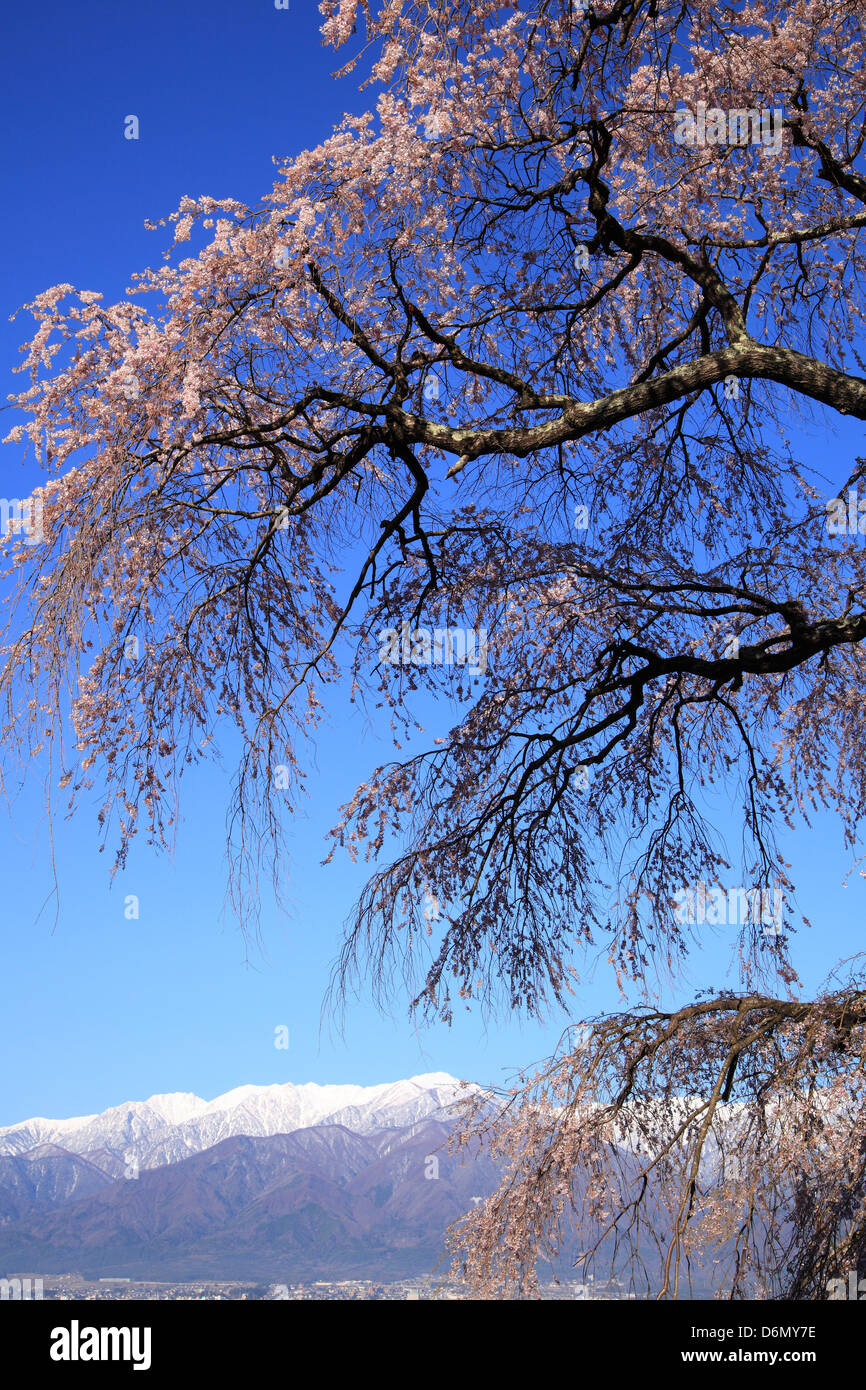Weeping cherry tree of Seirin temple and Central Alps, Nagano, Japan ...