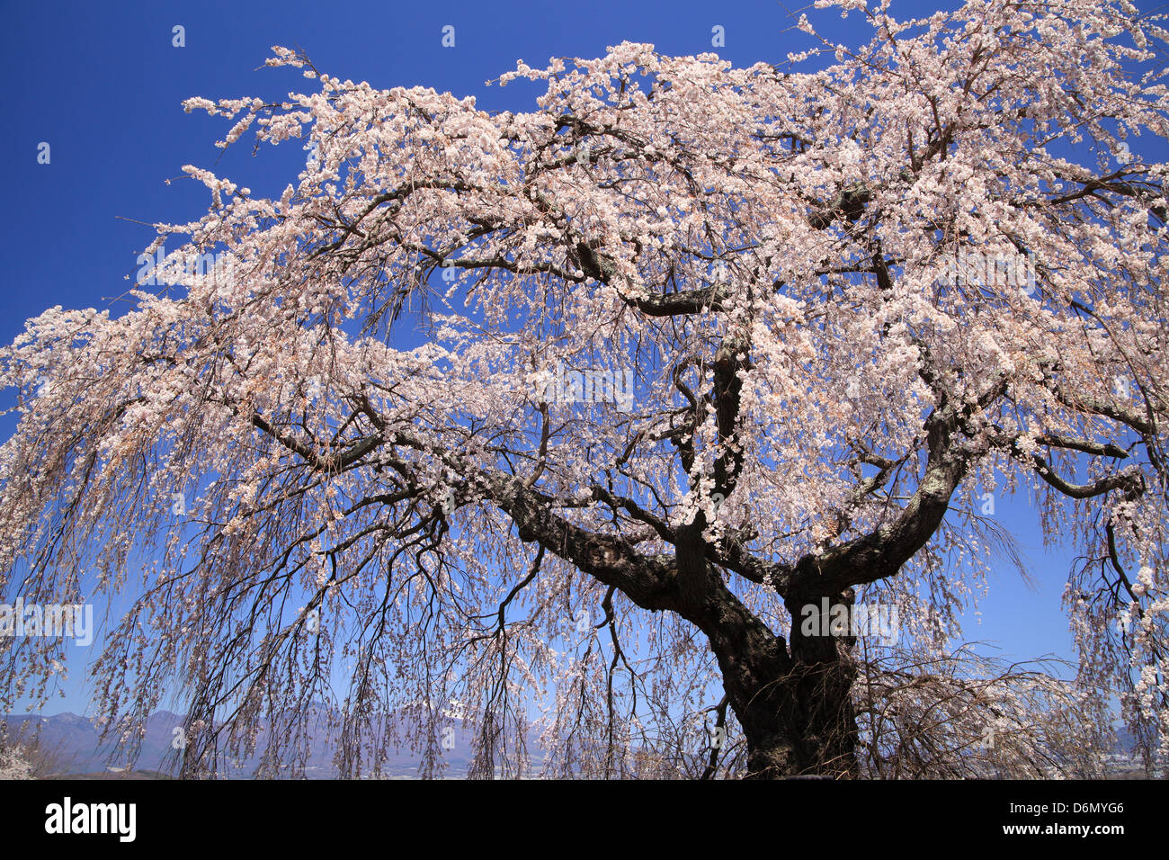 Weeping cherry tree and Mt. Asama, Nagano, Japan Stock Photo - Alamy