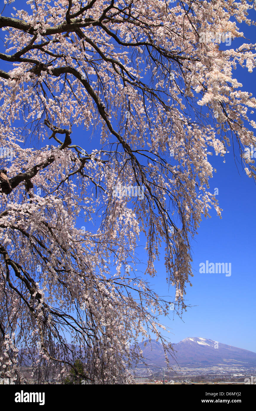 Japanese weeping cherry tree nagano hi-res stock photography and images ...