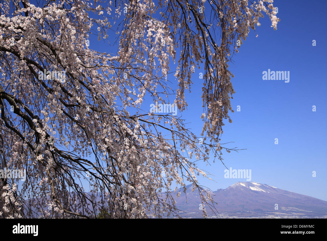 Weeping cherry tree and Mt. Asama, Nagano, Japan Stock Photo - Alamy