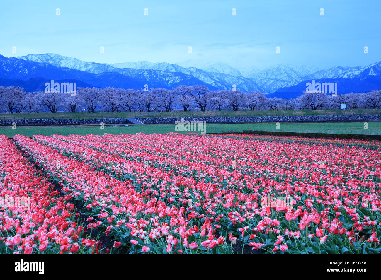 Japanese tulip tree hi-res stock photography and images - Alamy