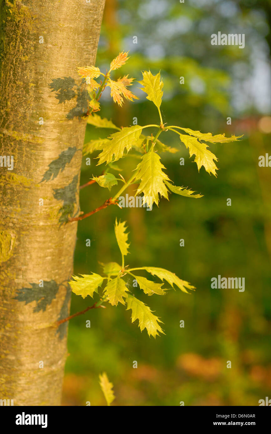 One small young tree hi-res stock photography and images - Alamy