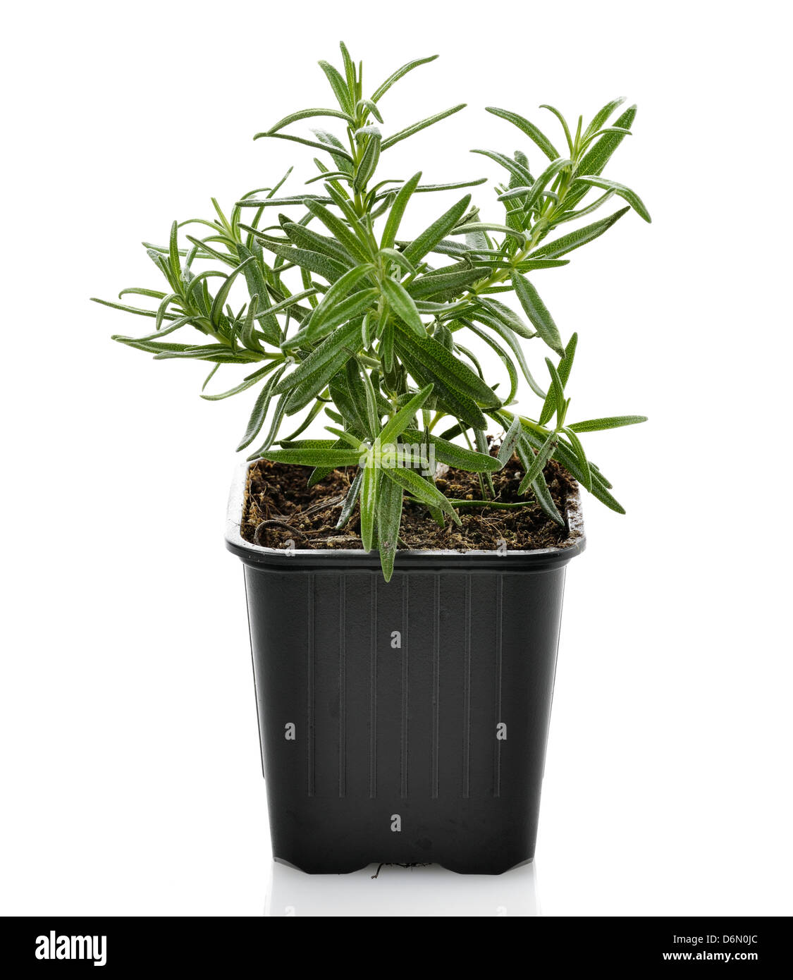 Rosemary herb pot hi-res stock photography and images - Alamy