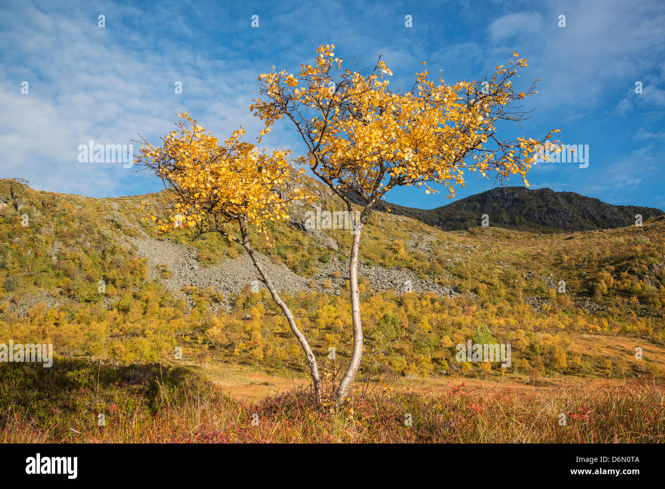 Birch tree in colorful autumn landscape, Vestvågøya, Lofoten Islands ...
