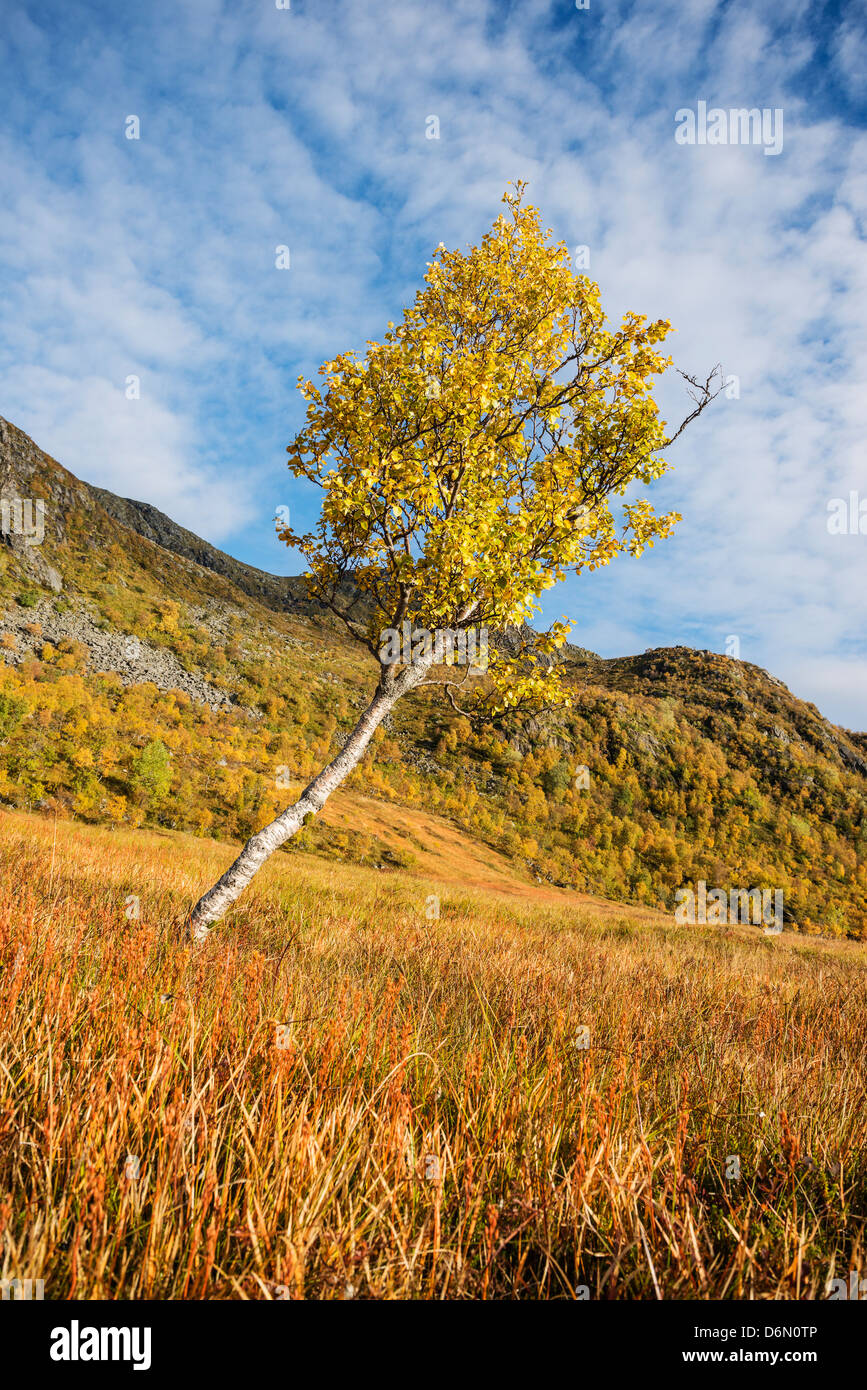 Birch tree in colorful autumn landscape, Vestvågøya, Lofoten Islands ...