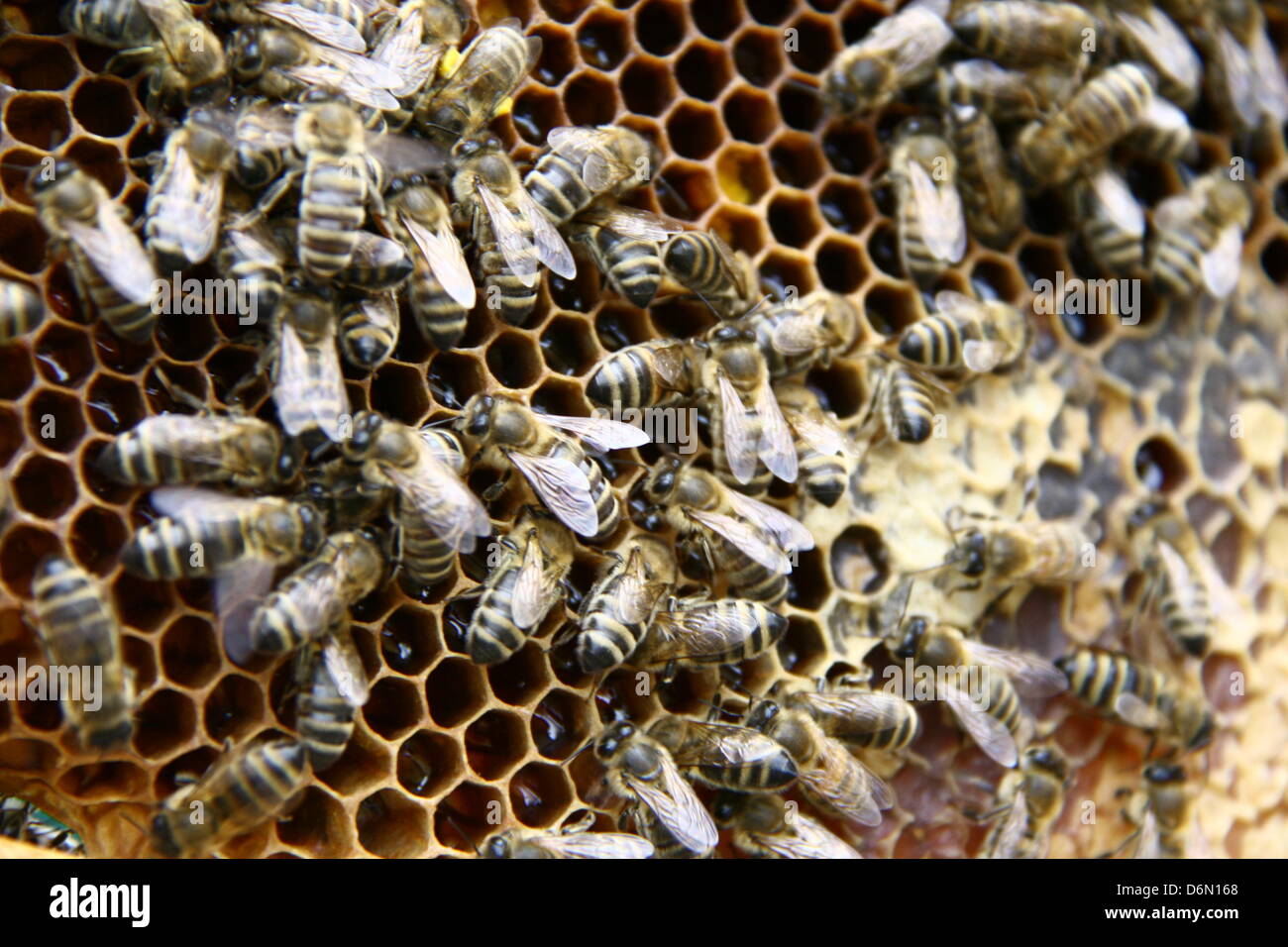Bees crawl over a honeycomb at hunting lodge Grunewald in Berlin ...