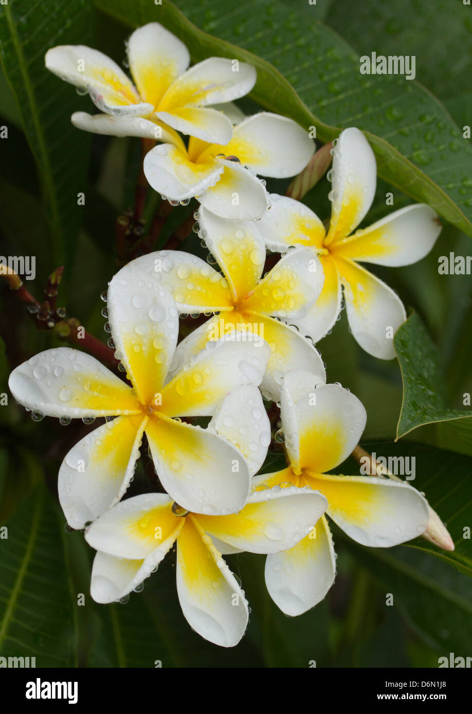 Frangipani plants hi-res stock photography and images - Alamy