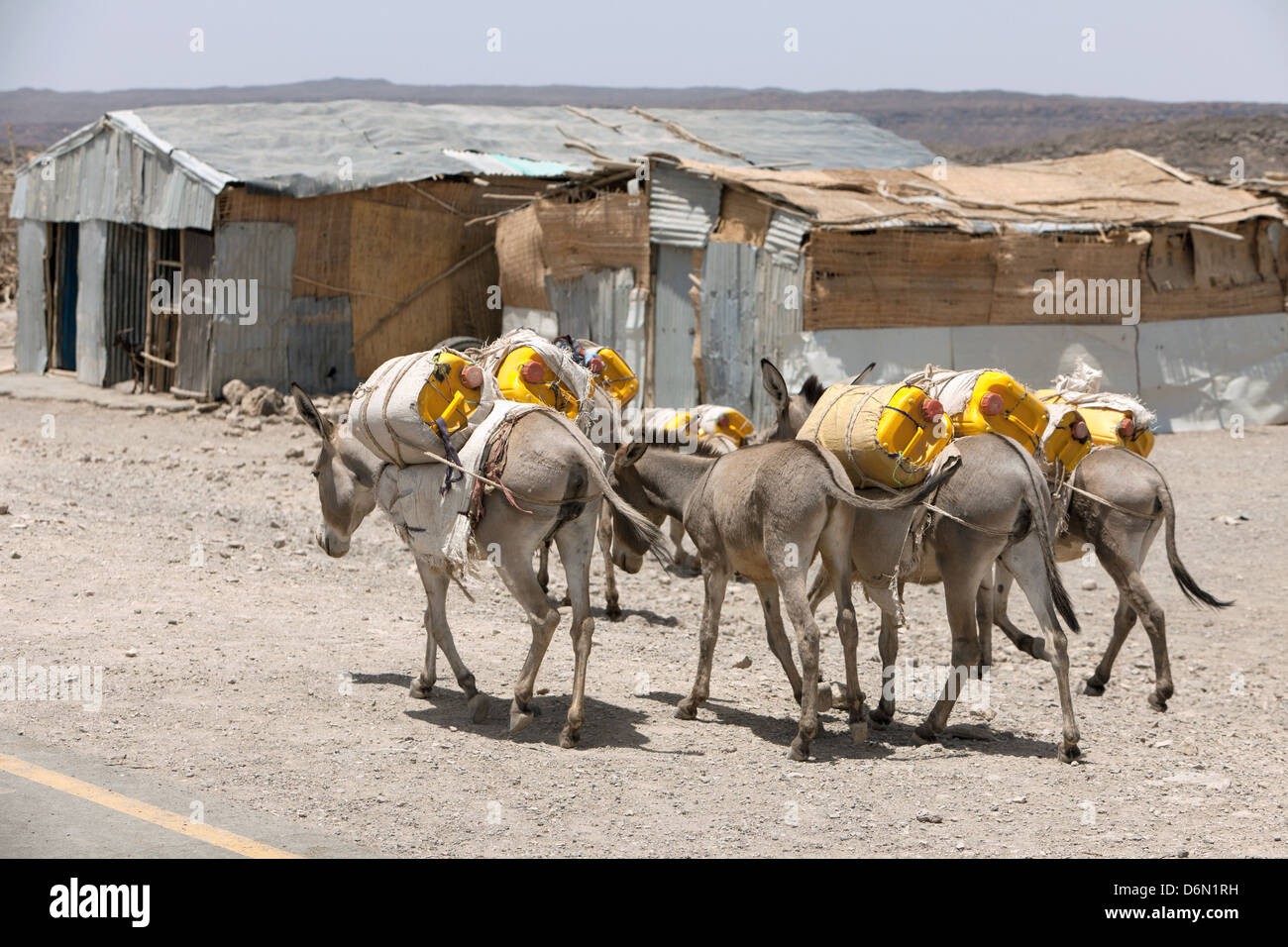 Guyan, Ethiopia, donkeys carrying jerry cans Stock Photo - Alamy