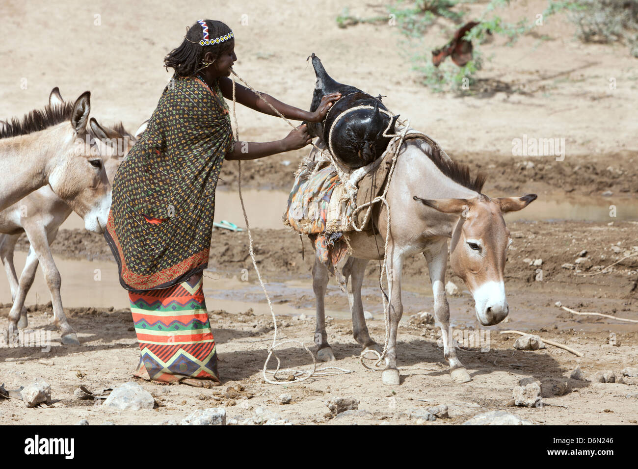Semera, Ethiopia, nomads fetching water at a water point Stock Photo ...