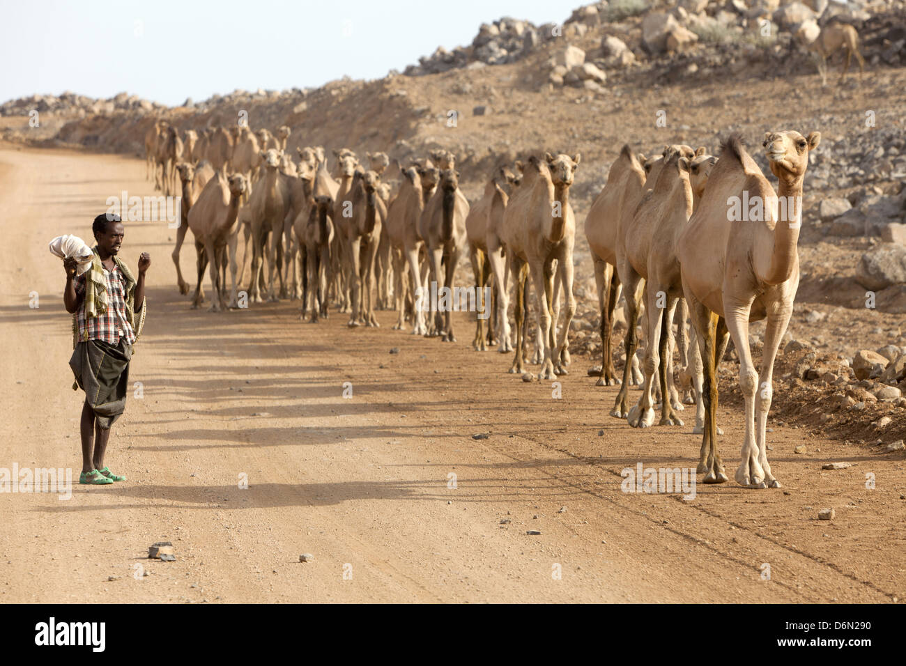 Semera, Ethiopia, Dromedarherde Stock Photo - Alamy