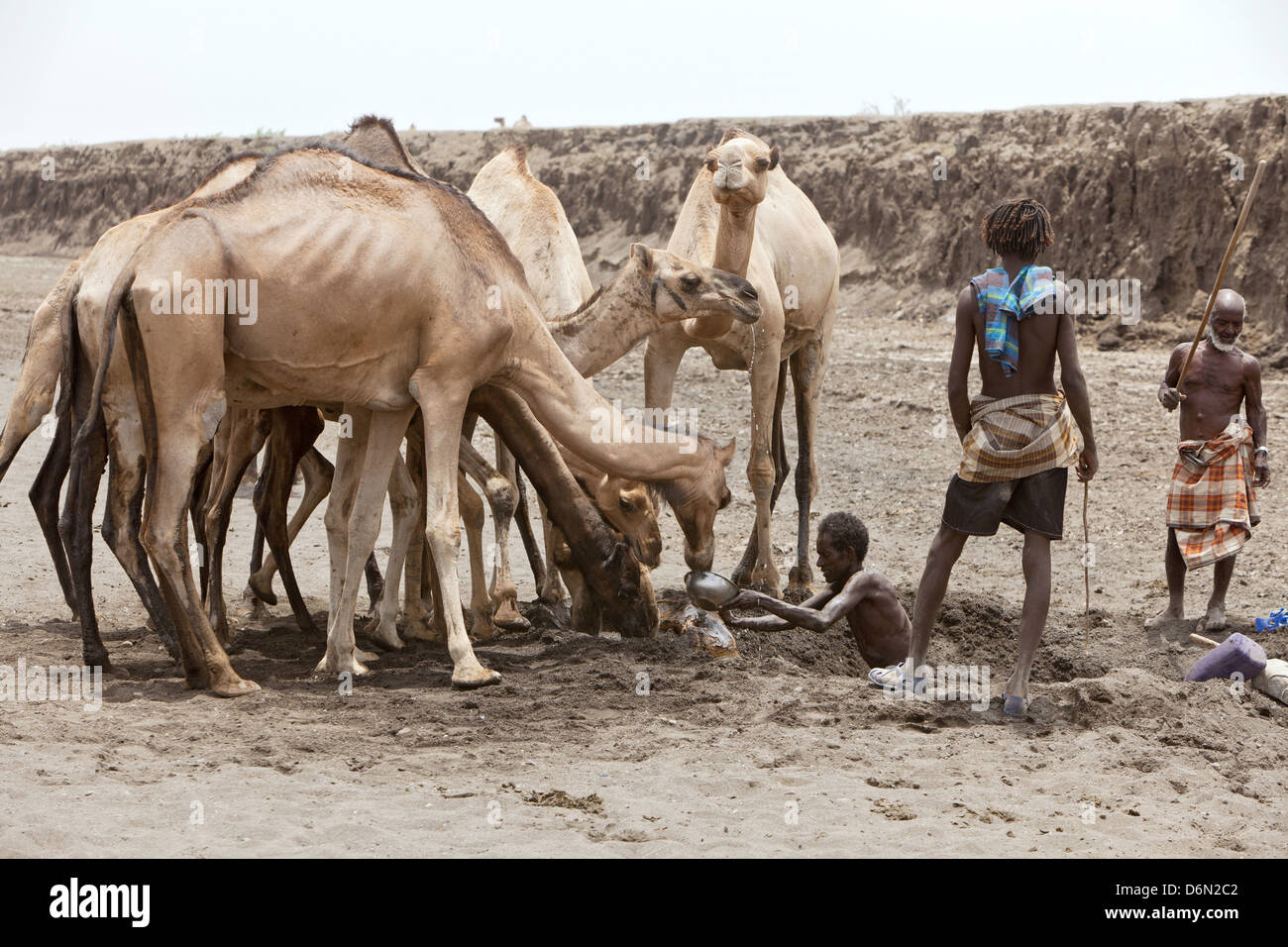 Awash, Ethiopia, nomads dig in a dry river bed with his hand on the ...