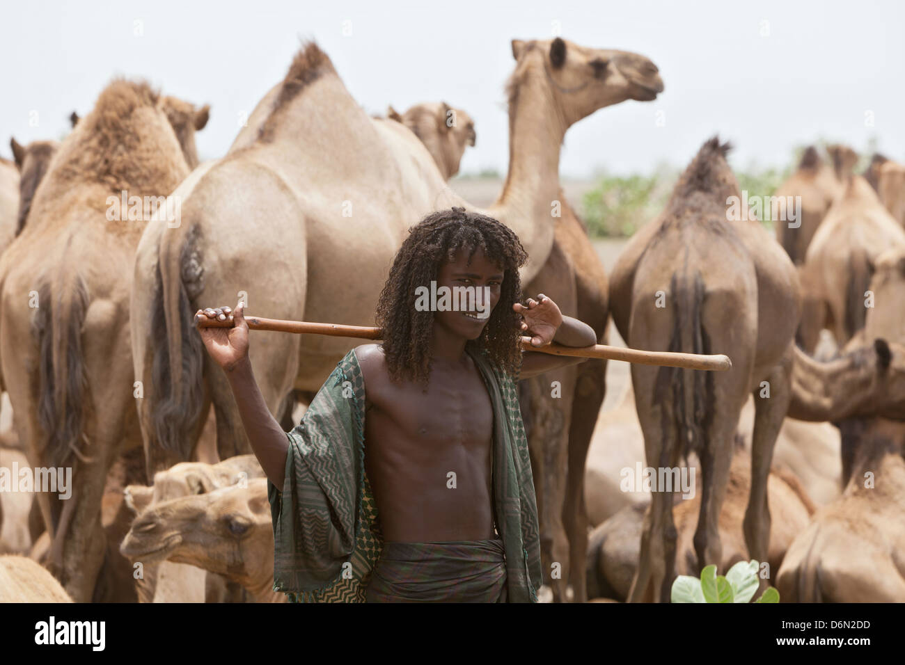 Awash, Ethiopia, nomadic guard their animals in a dried out river bed ...