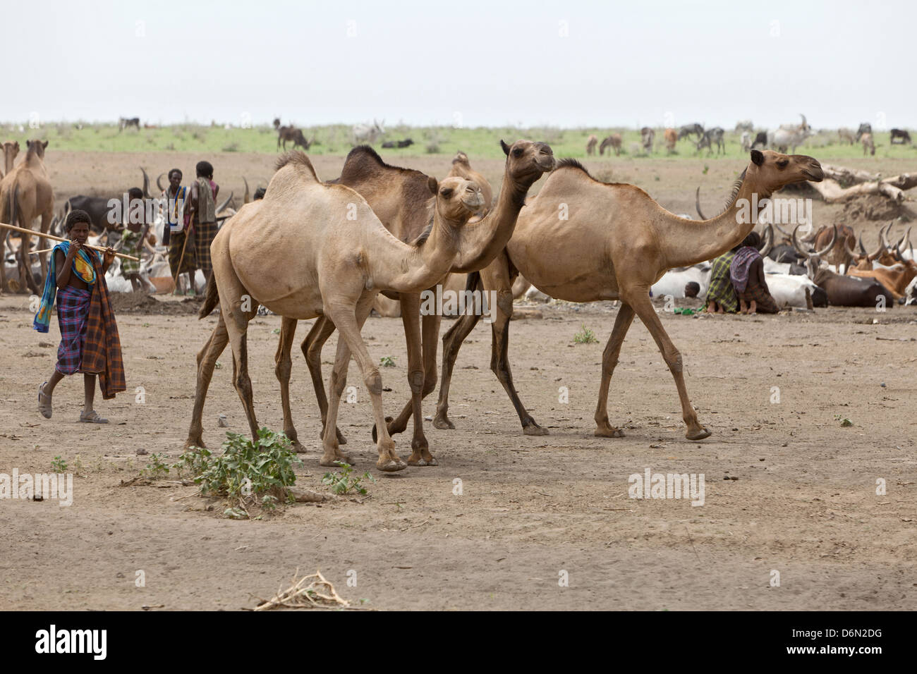 Nomadic animals hi-res stock photography and images - Alamy