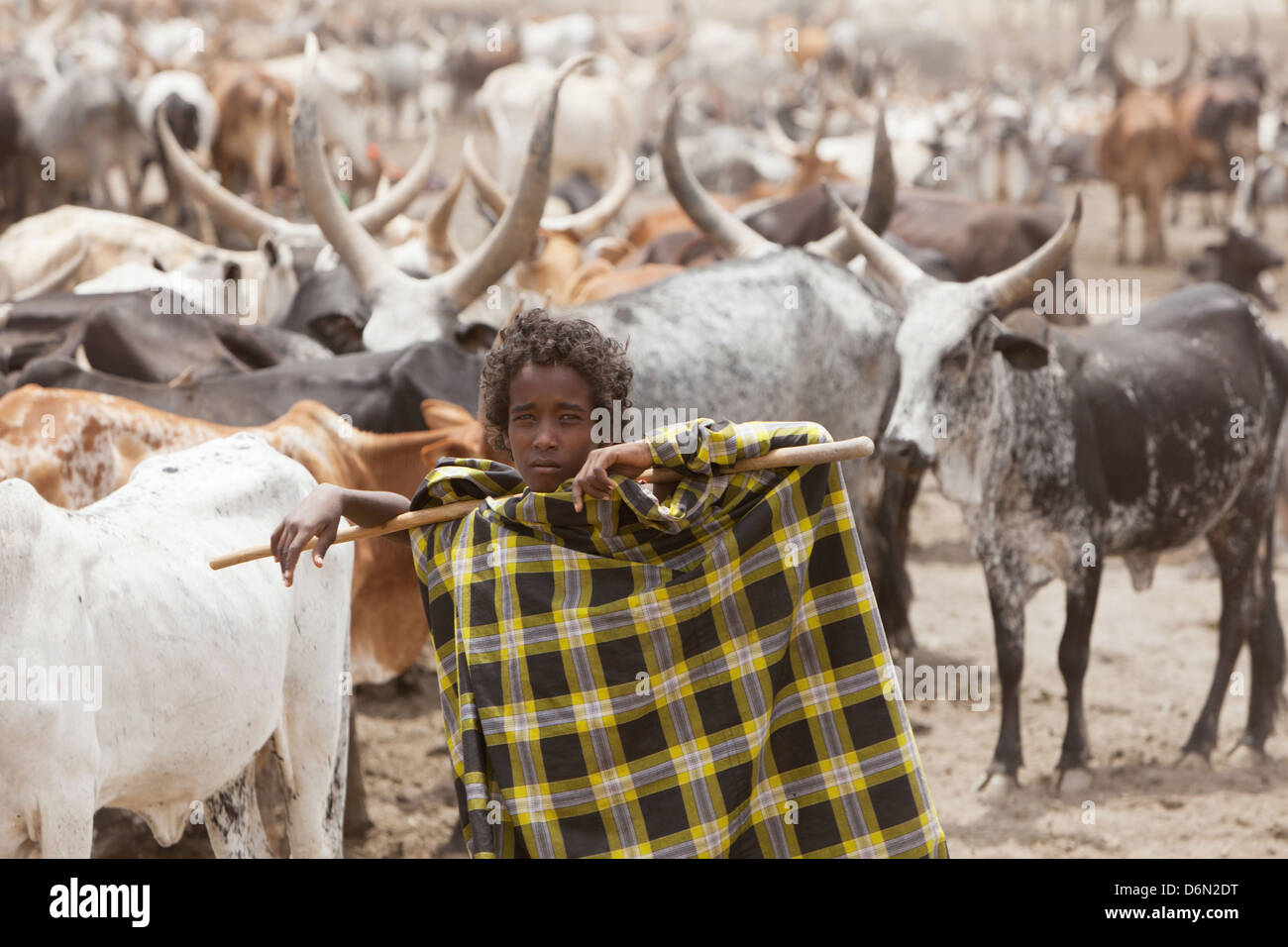 Awash, Ethiopia, nomadic guard their animals in a dried out river bed ...