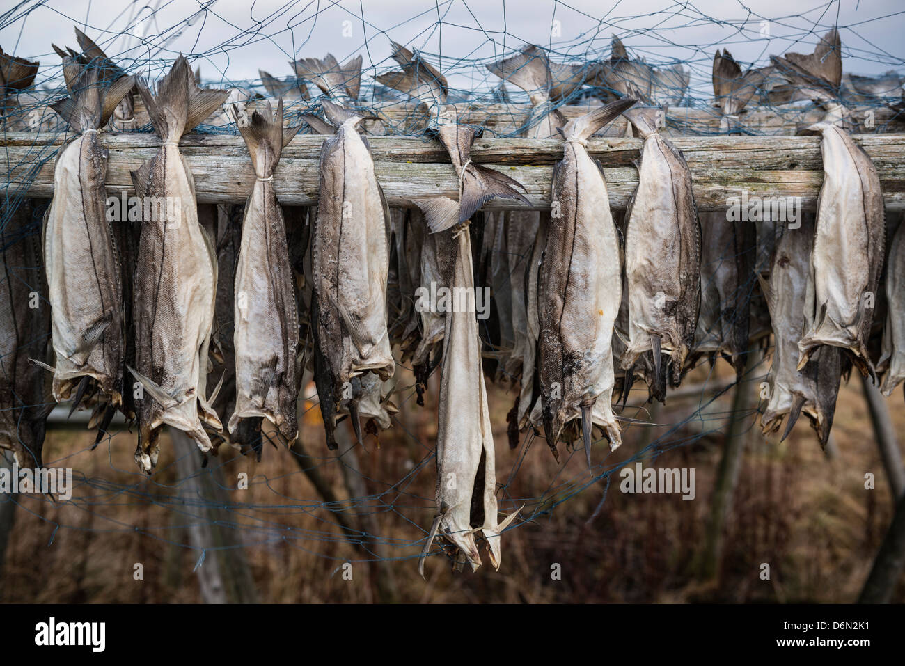 Cod stockfish hang to dry in cold winter air, Lofoten Islands, Norway ...