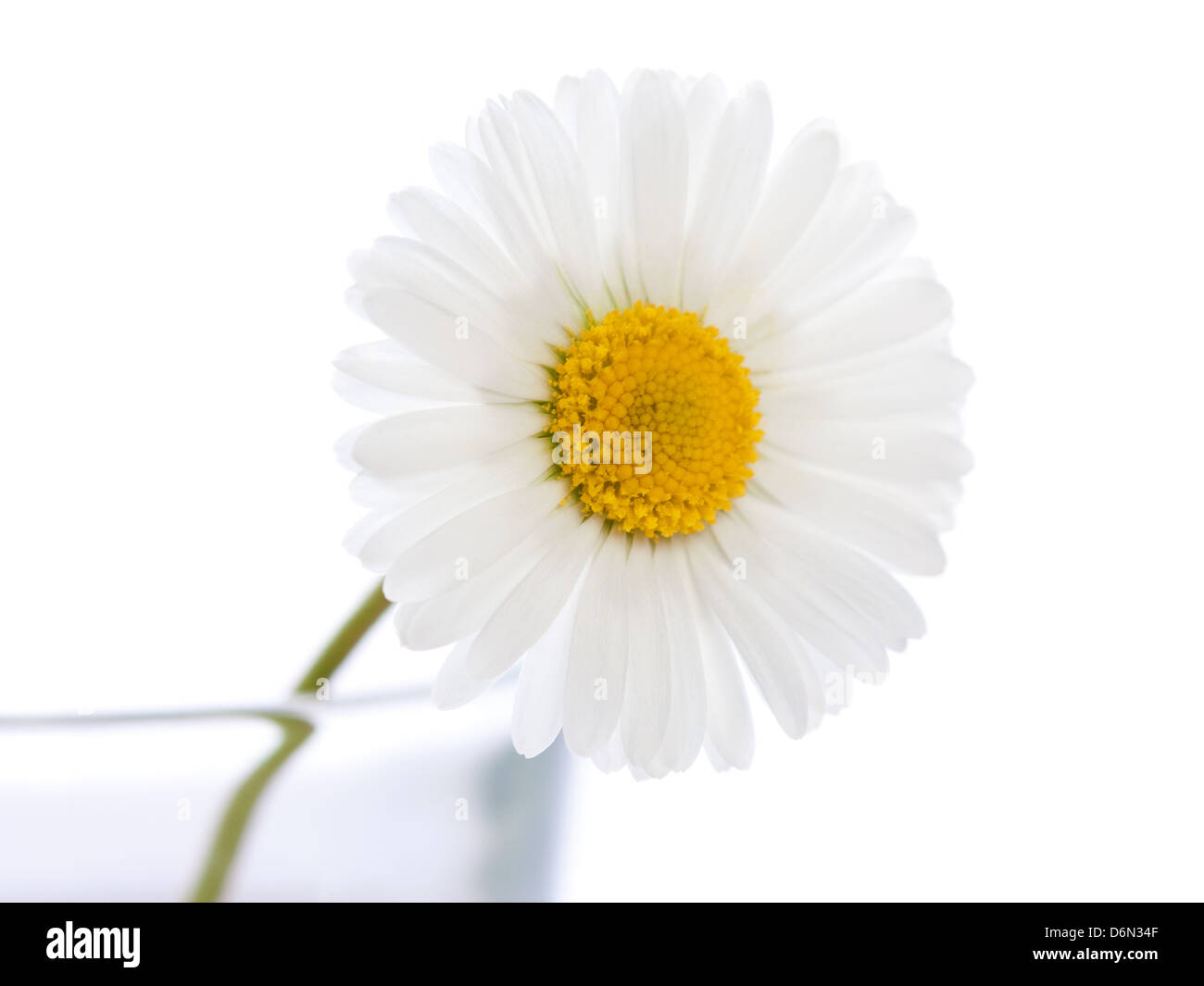Daisy flower isolated on white background Stock Photo - Alamy