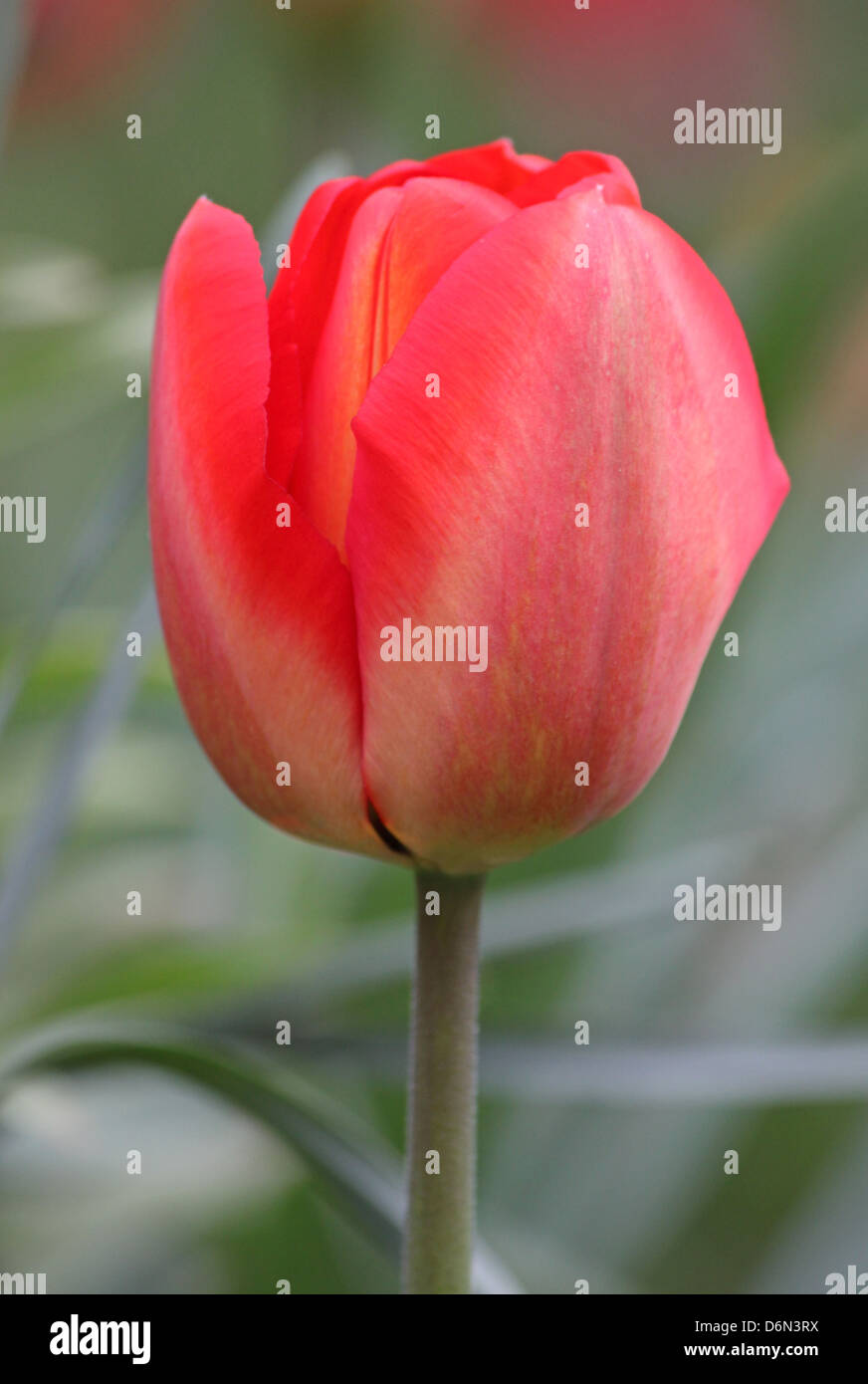 Red tulip up close hi-res stock photography and images - Alamy