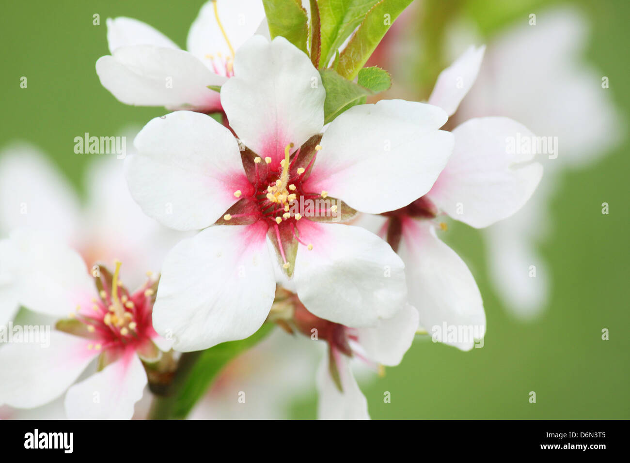Spring flower bloom white blossom hi-res stock photography and images ...