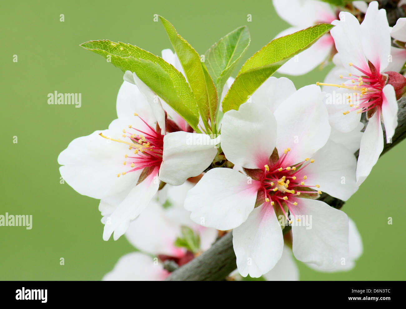 Spring flower bloom white blossom hi-res stock photography and images ...