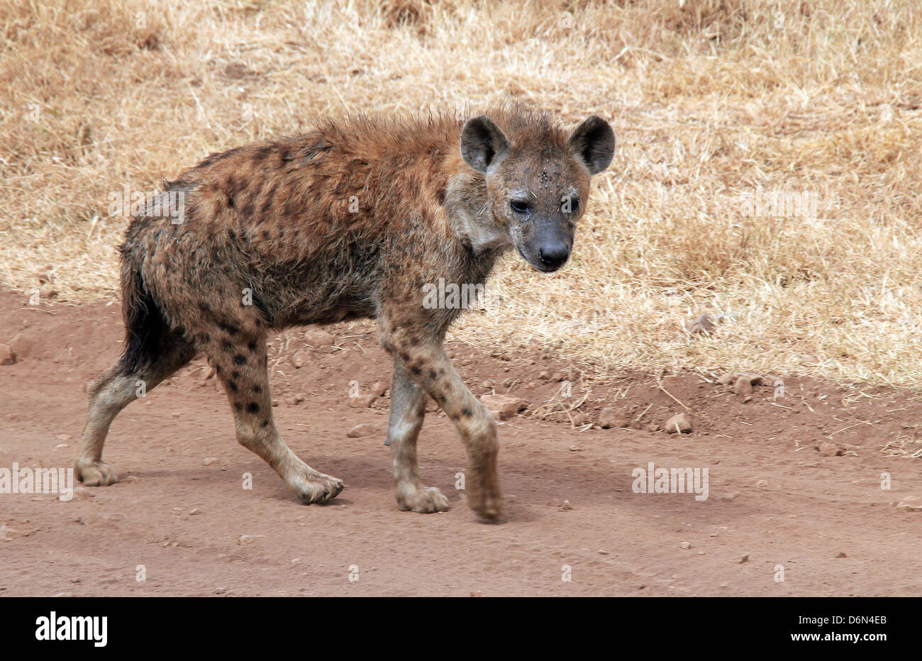 Hyena Wolf Mix