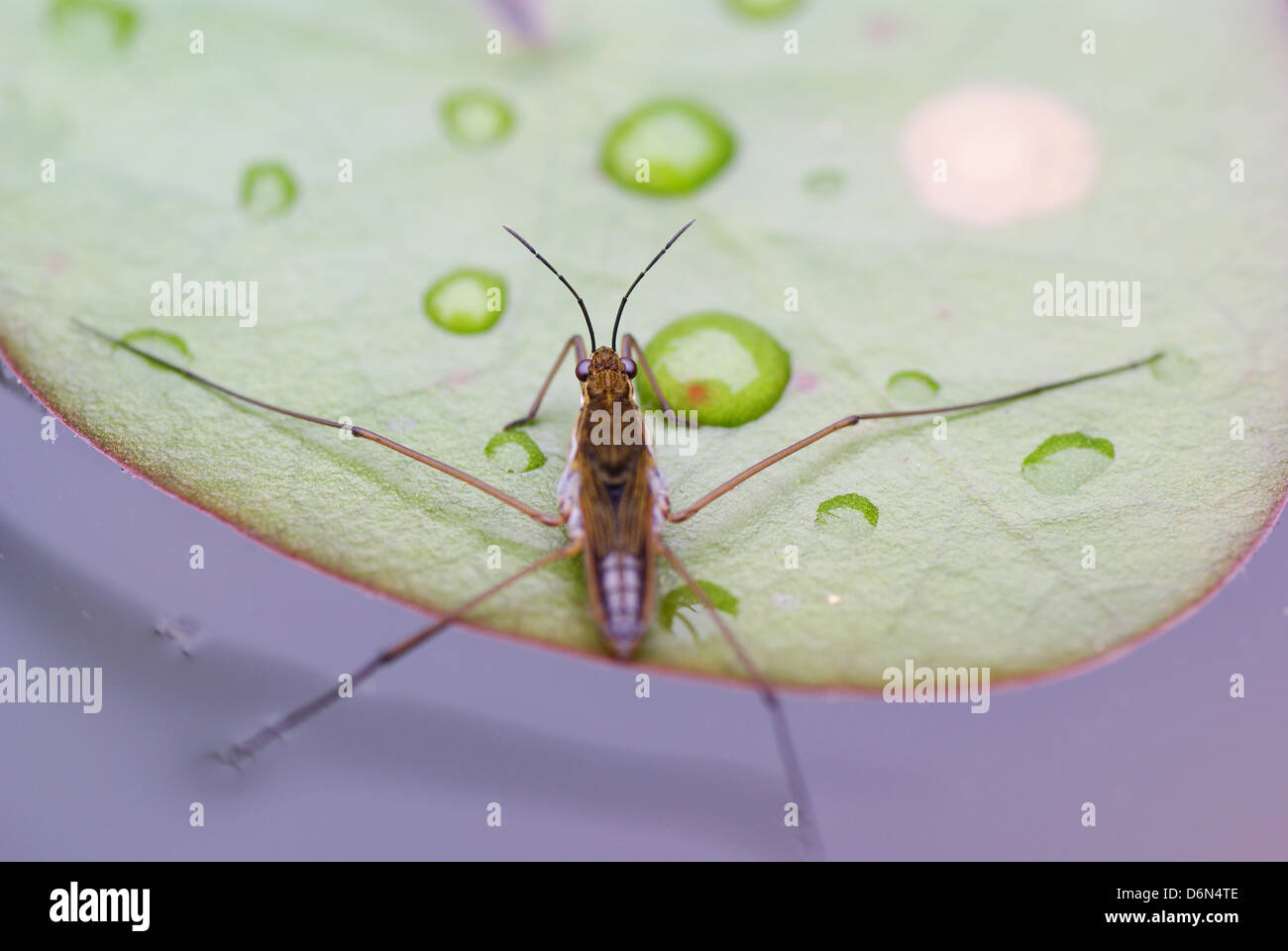 little water spider standing on the water Stock Photo - Alamy