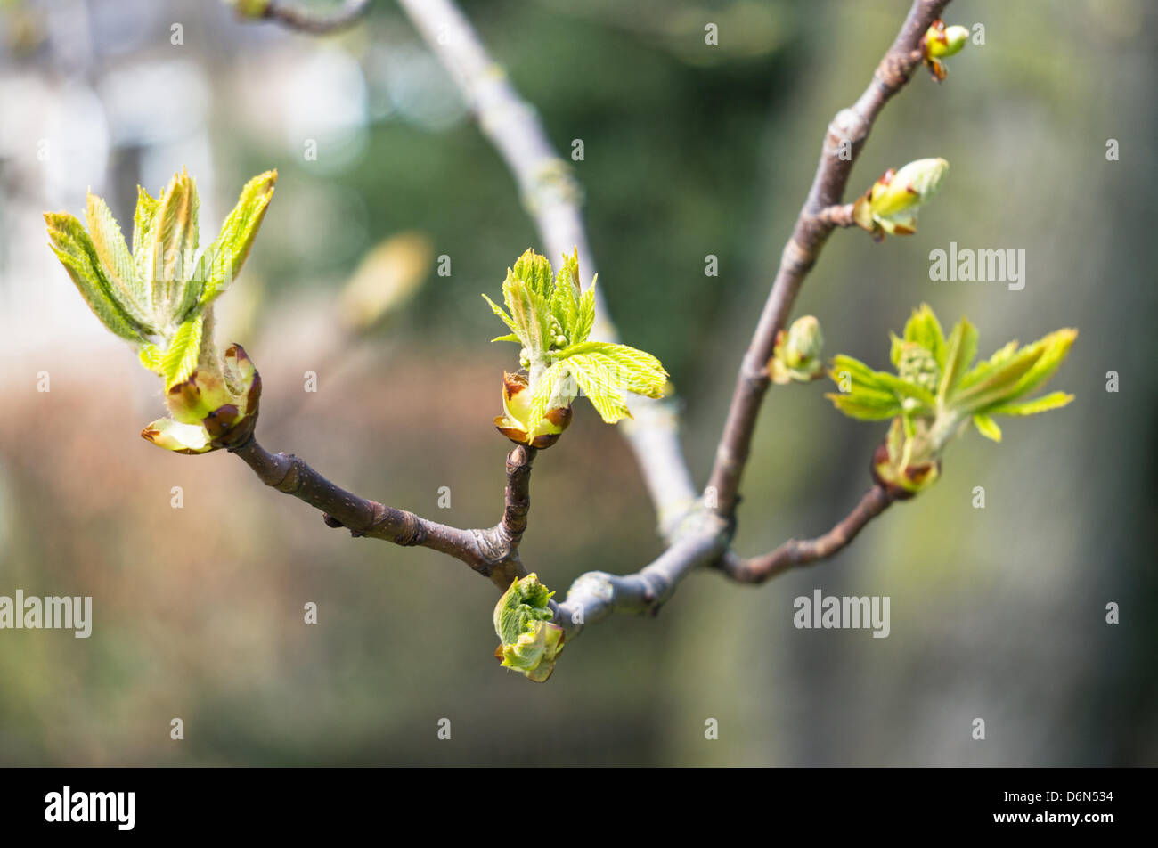 Finally spring hi-res stock photography and images - Alamy