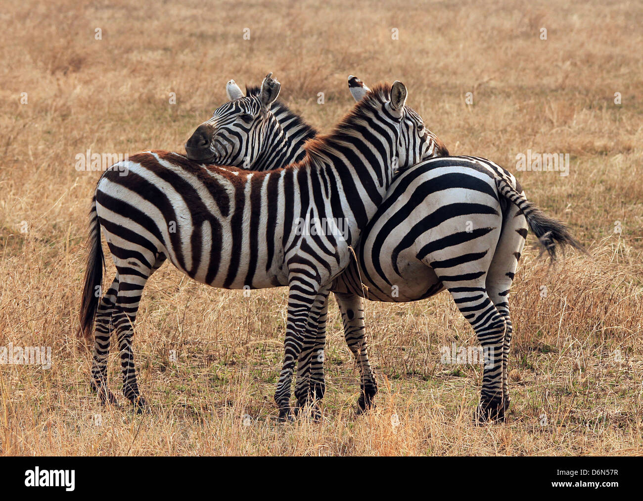 Plains Zebra (Equus Quagga) Couple, Moremi Ngorongoro Crater, Tanzania ...