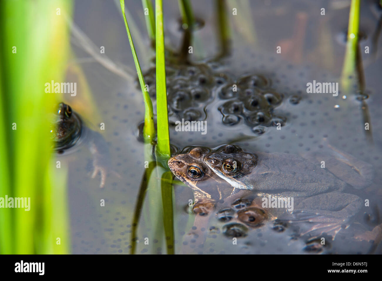 European common brown frogs (Rana temporaria) pair in amplexus floating among frog spawn in pond ...