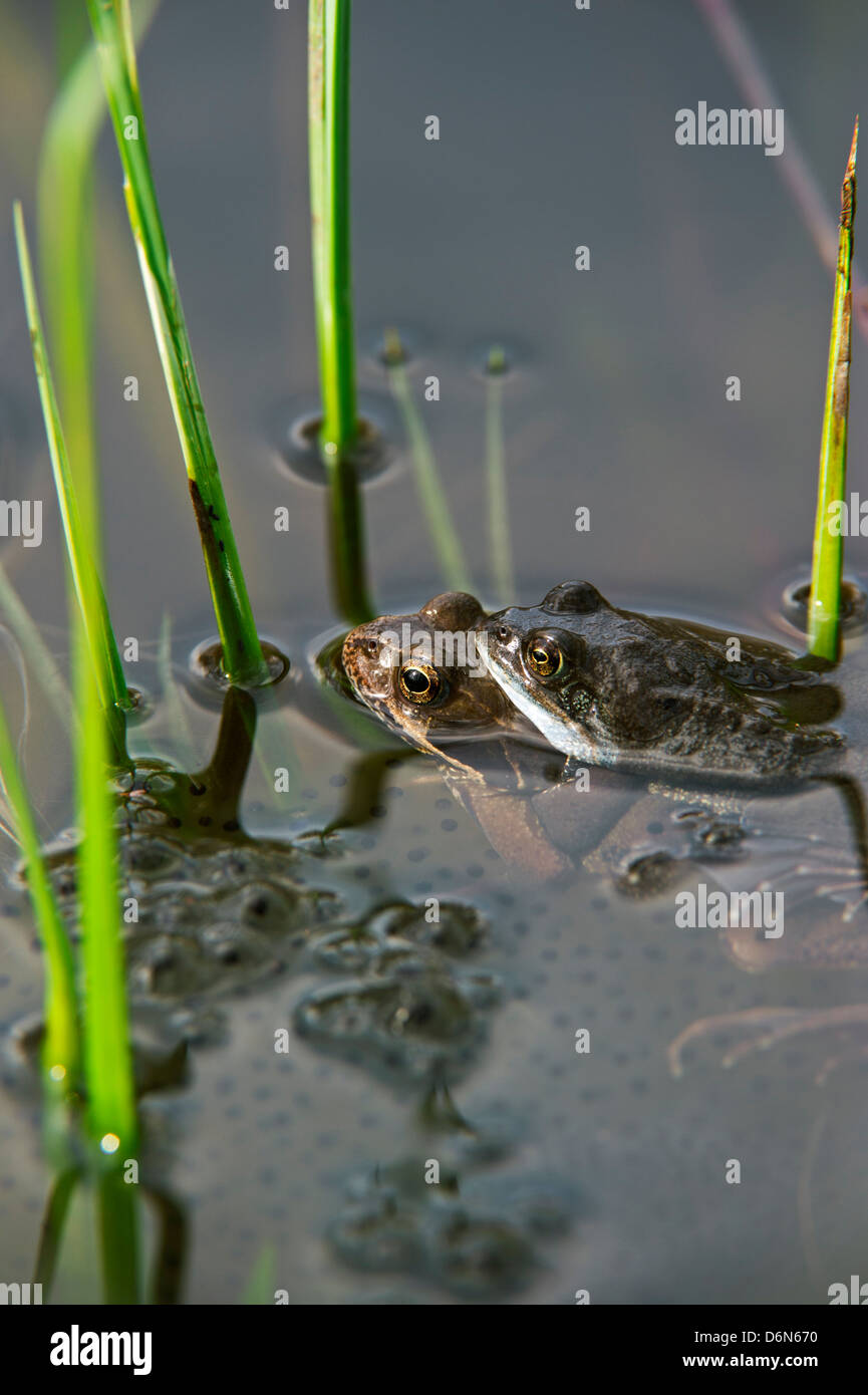 Frogs frogspawn uk hi-res stock photography and images - Alamy
