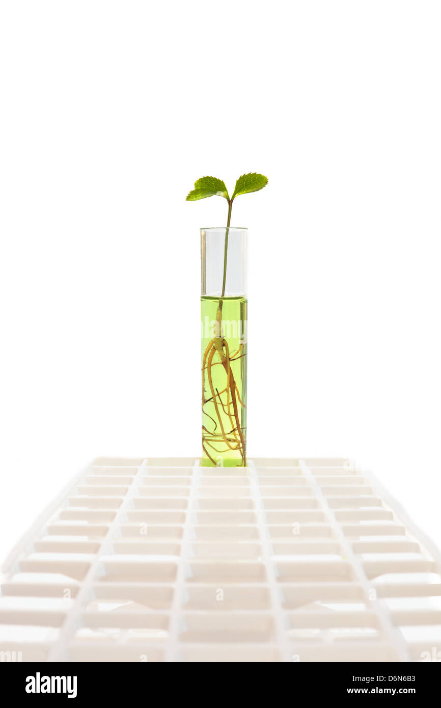 Roots with fresh growth (seedling) in a green liquid in a test tube ...
