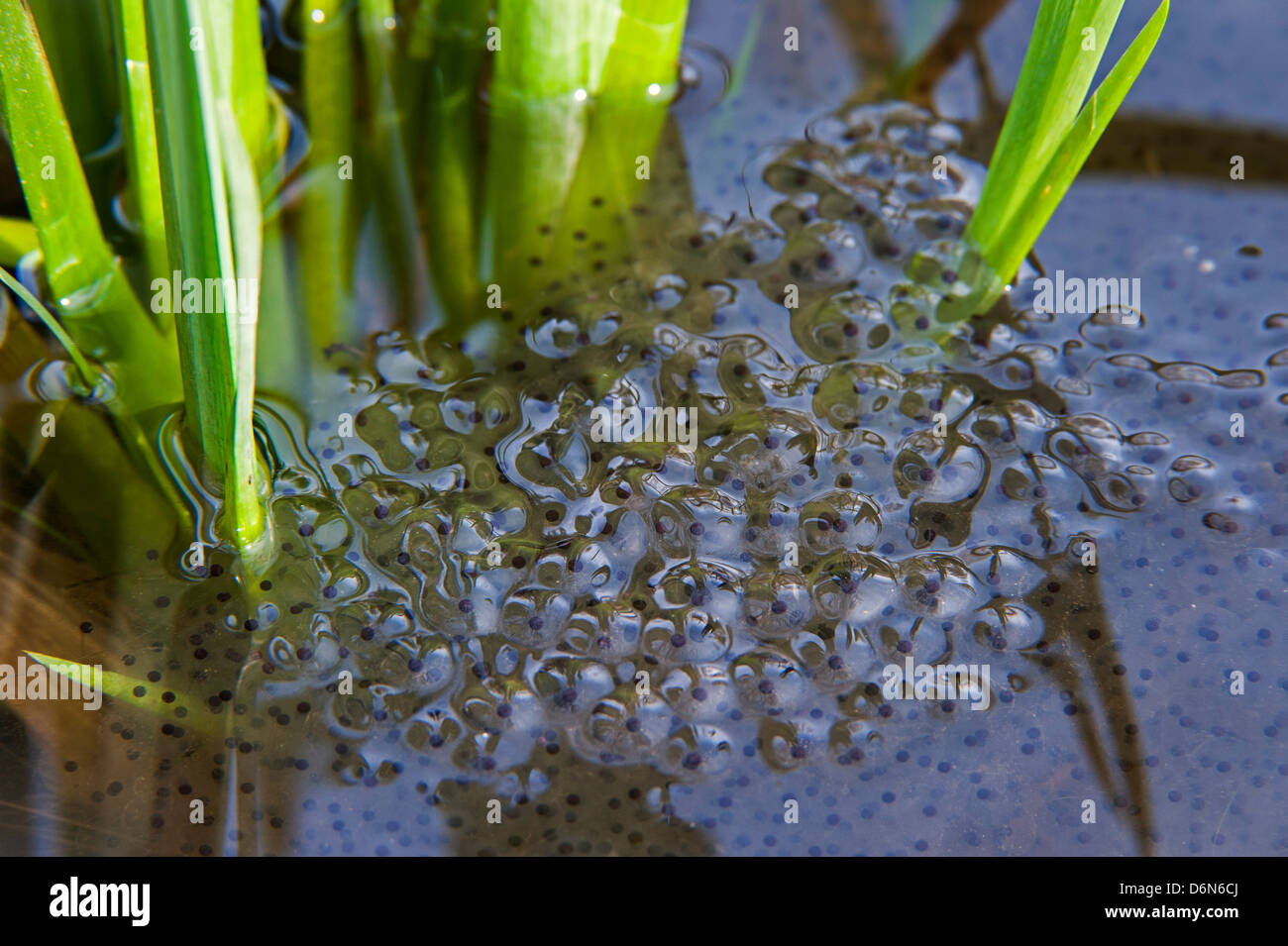 European common brown frog (Rana temporaria) frogspawn among water plants in pond in spring ...