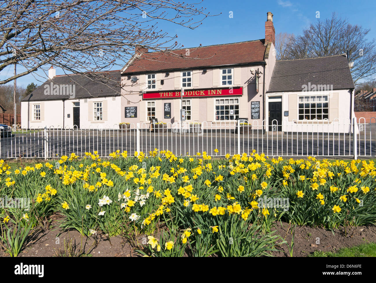 Daffodils pub hi-res stock photography and images - Alamy