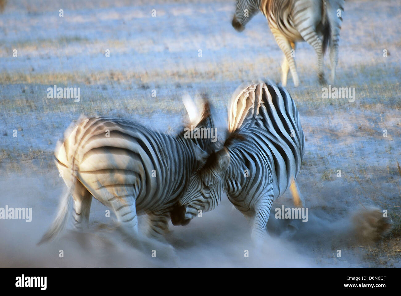 Zebras fighting, Botswana, Africa Stock Photo - Alamy