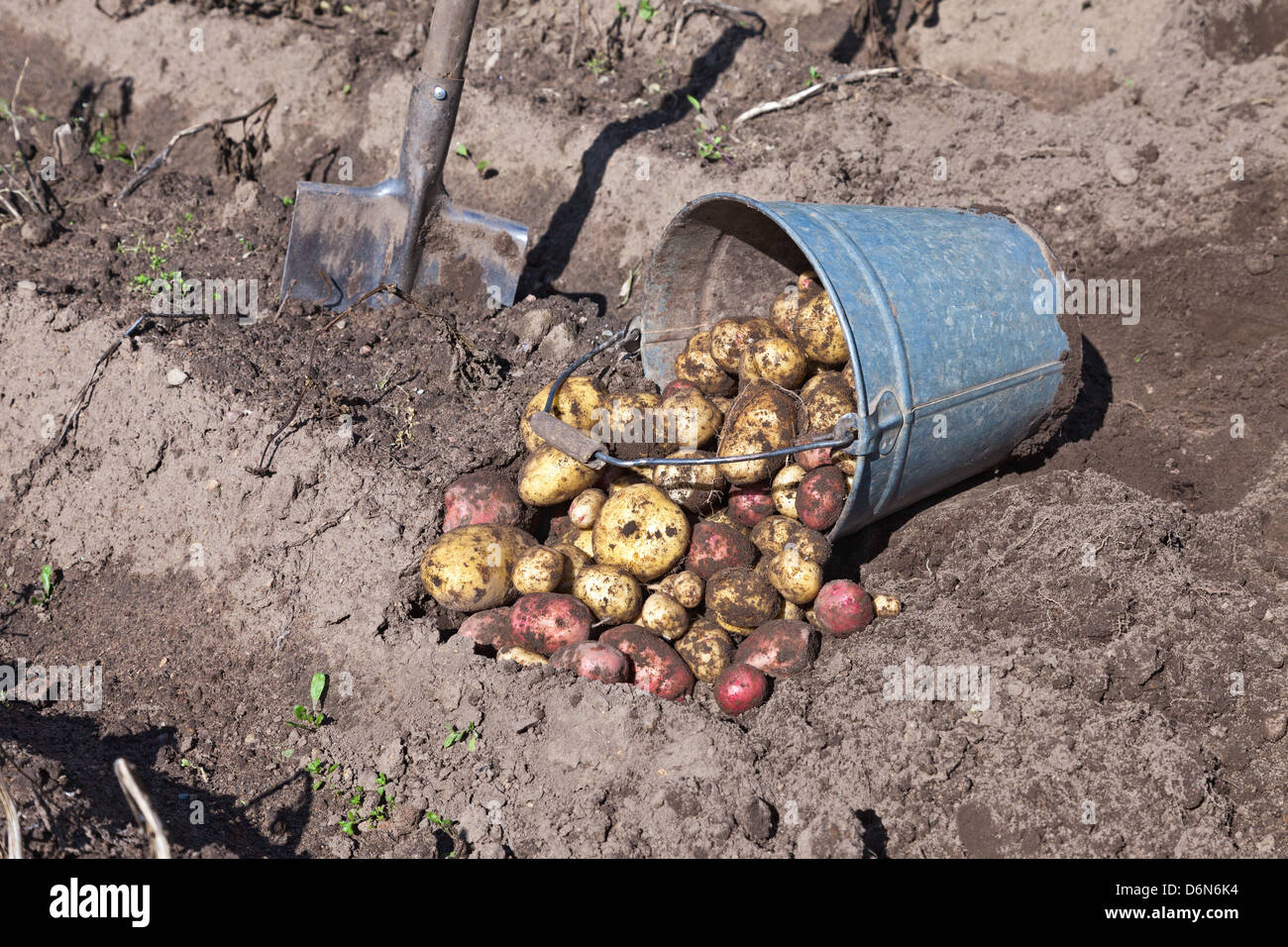 Fresh potatoes in a potatoes field at the Novgorod region of Russia ...