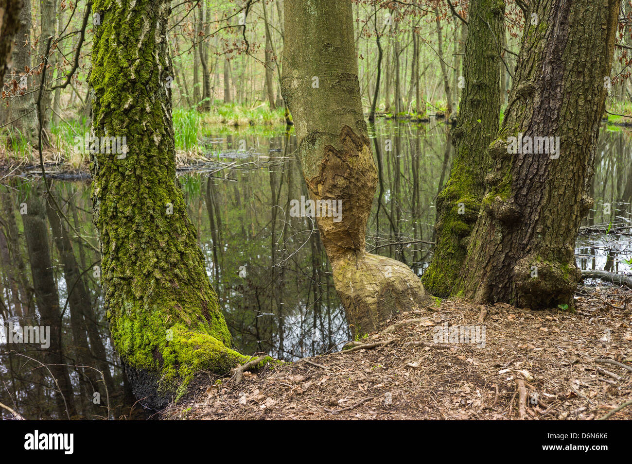 Birch Werder, Germany, signs of beavers in a tree Stock Photo - Alamy