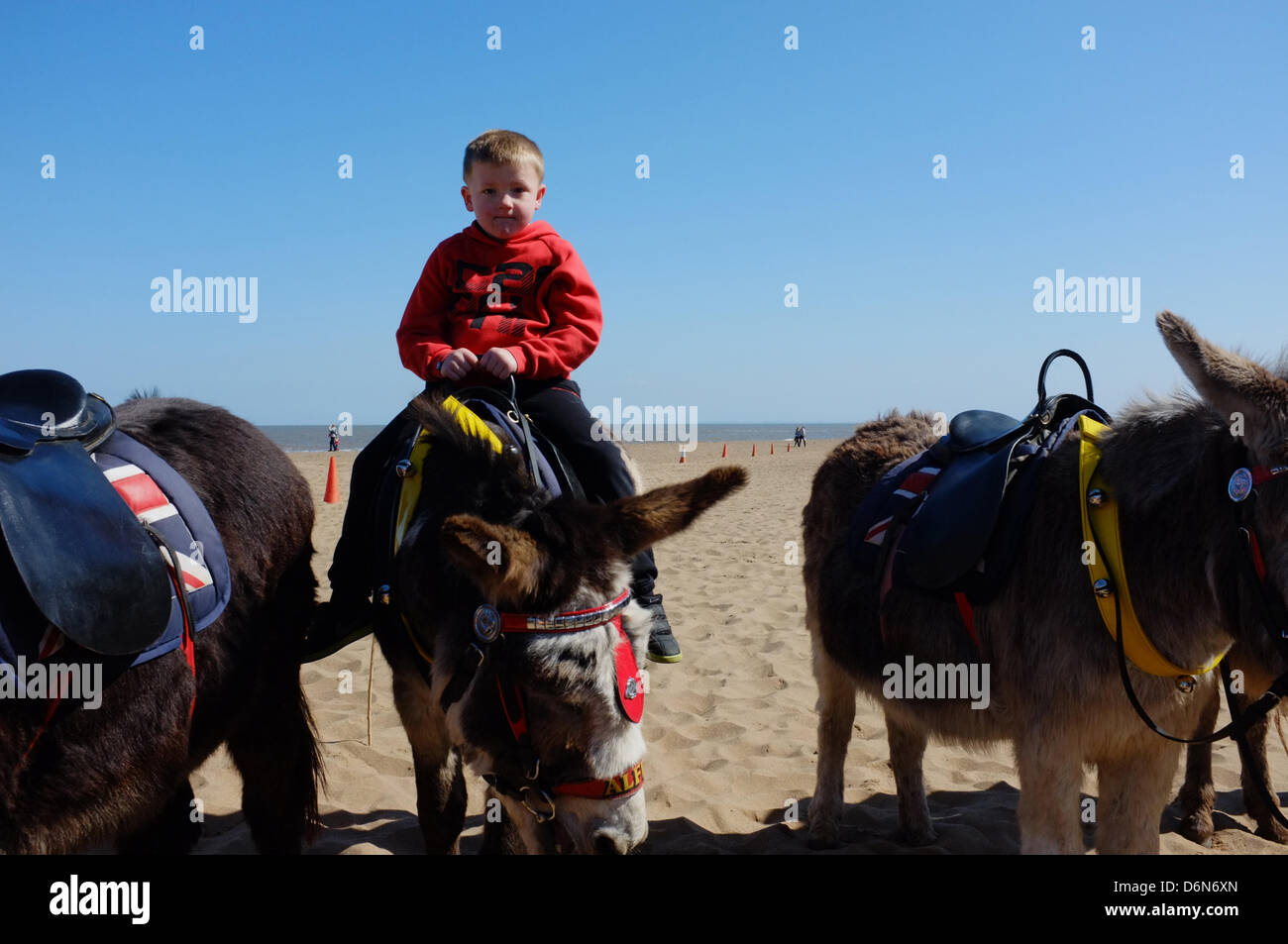 Donkeys on beach skegness lincolnshire hi-res stock photography and ...
