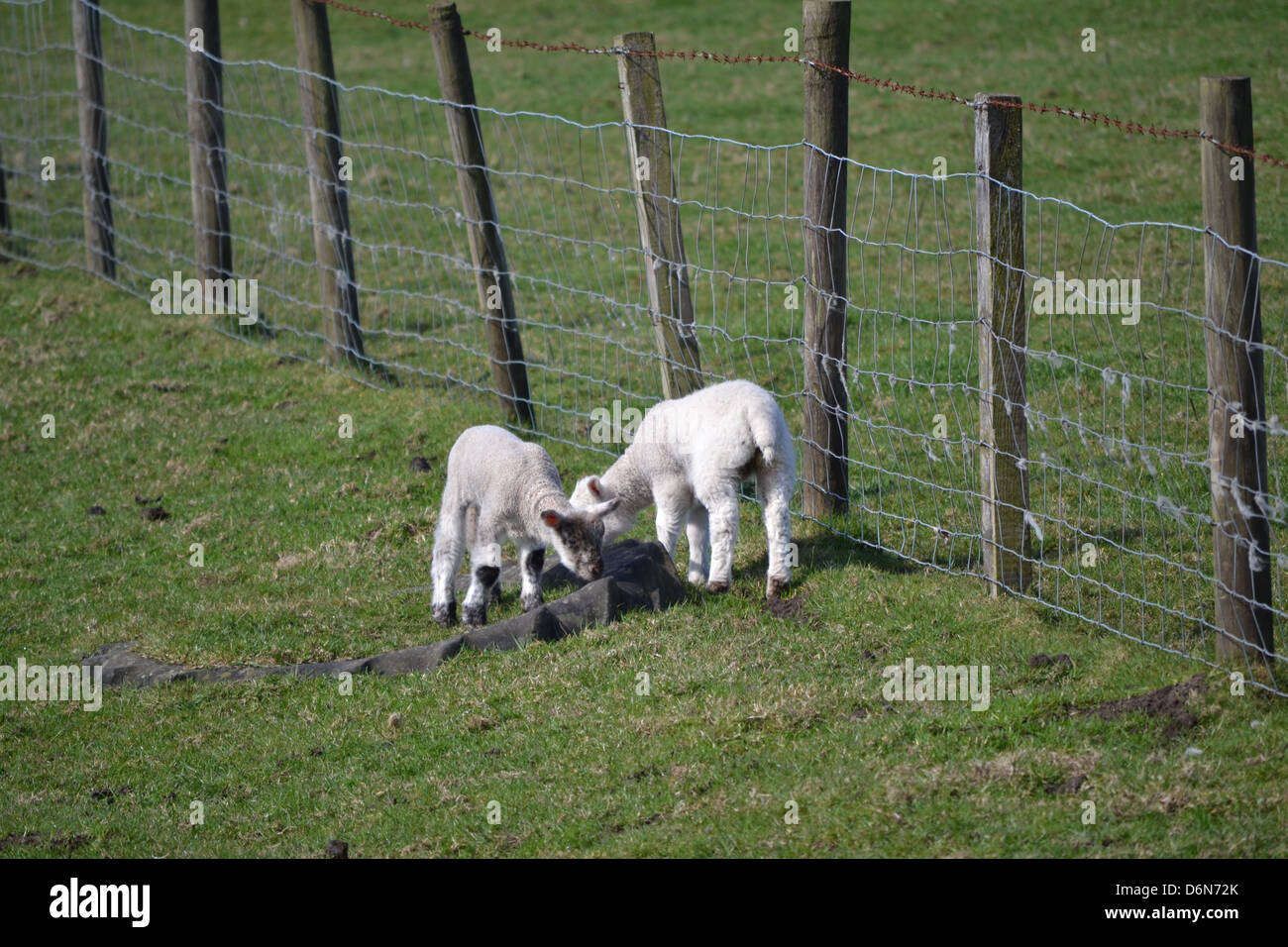 Lambs in the spring Stock Photo - Alamy